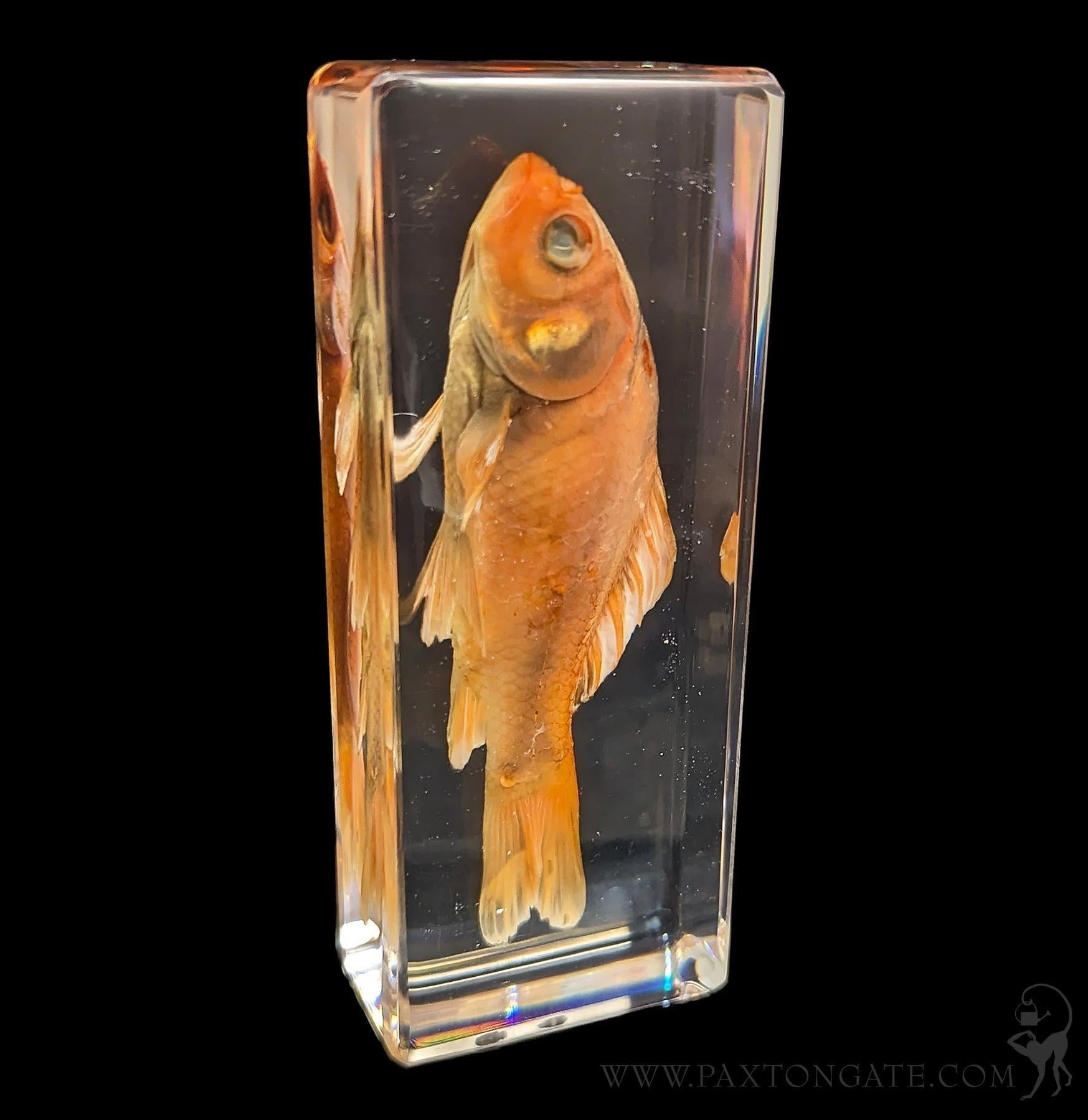 Goldfish in Resin – Paxton Gate