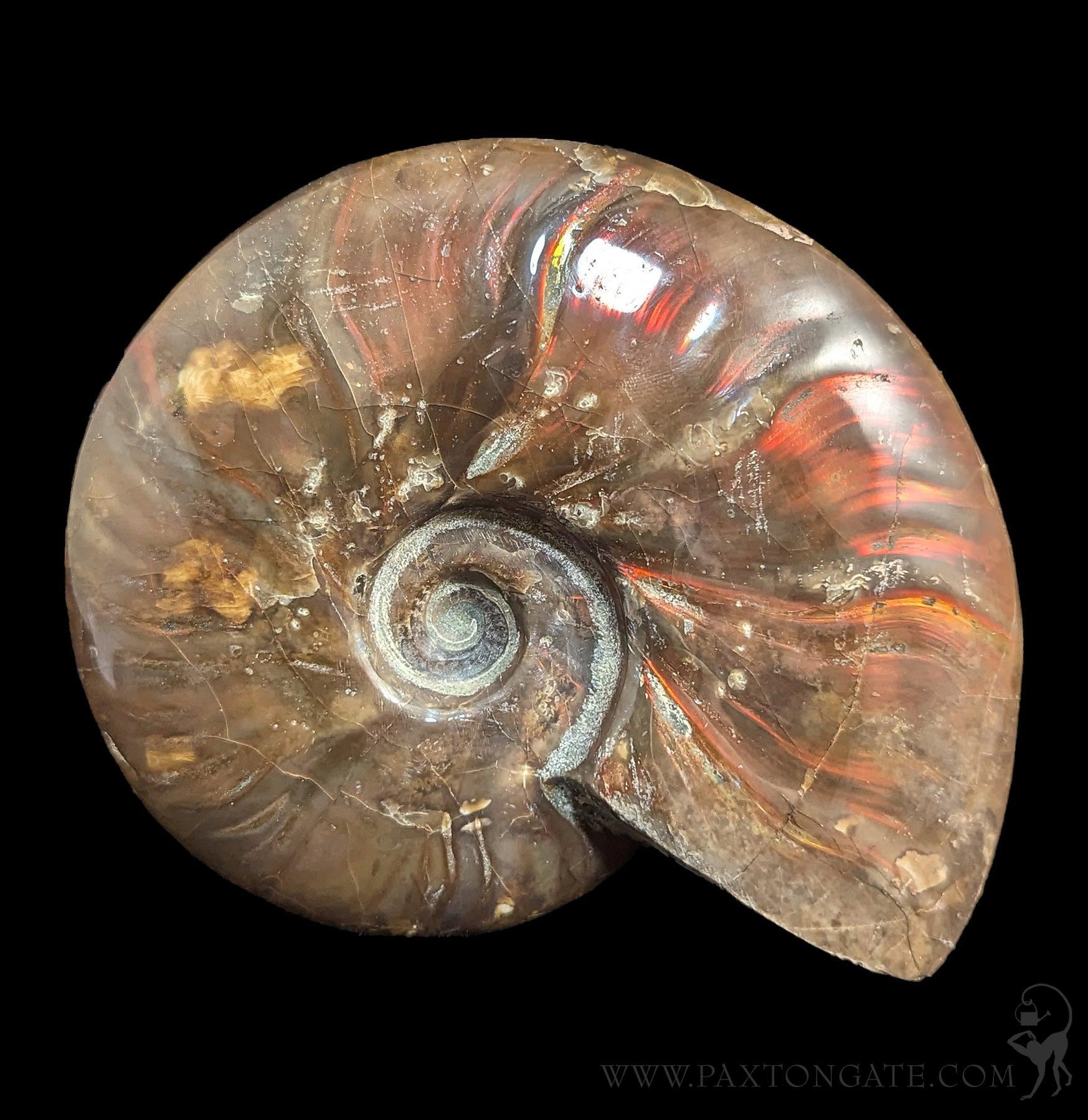 Iridescent Polished Red Ammonite – Paxton Gate