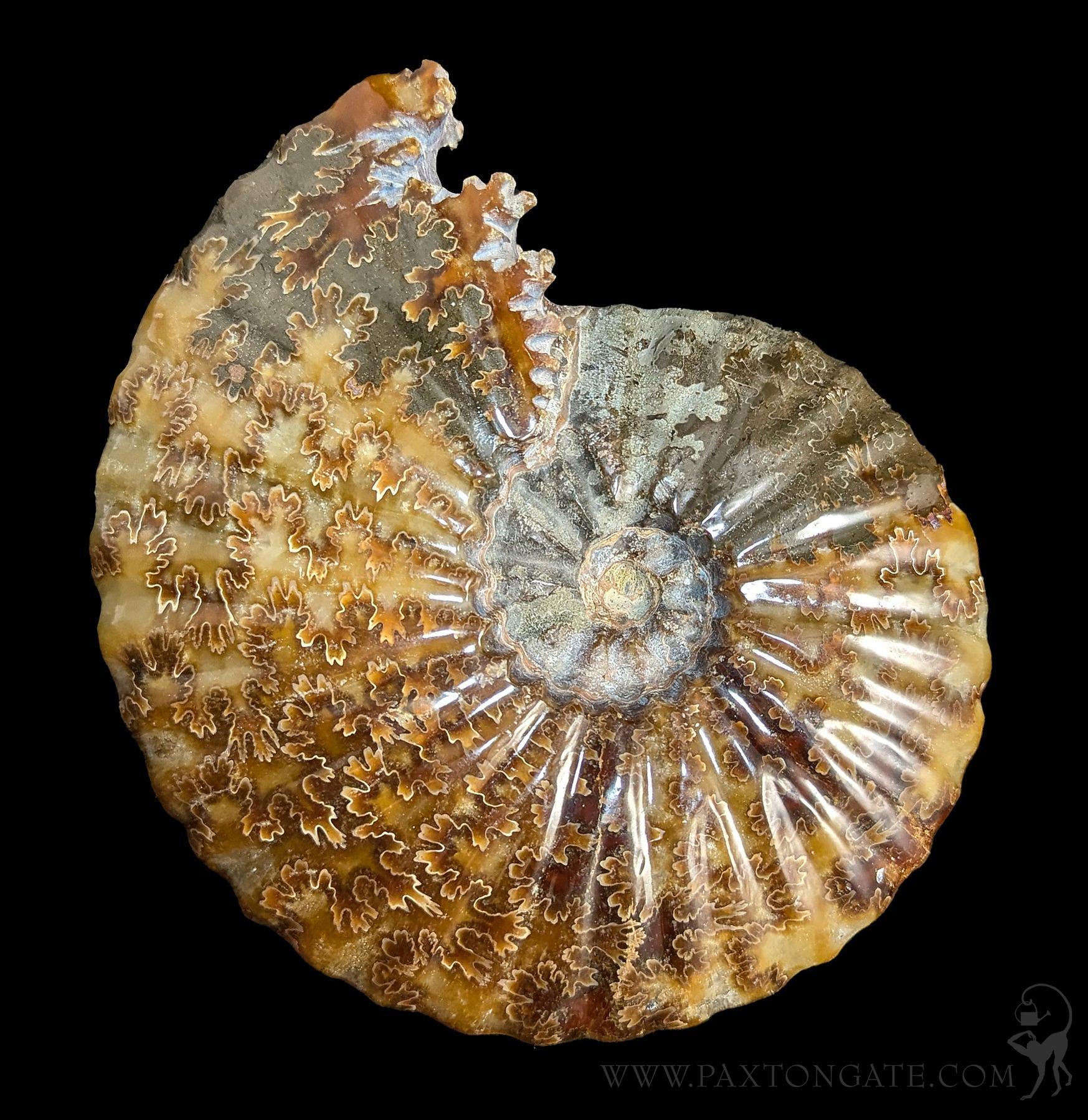 Agatized Ceratites Nodosus Ammonite Specimen B – Paxton Gate