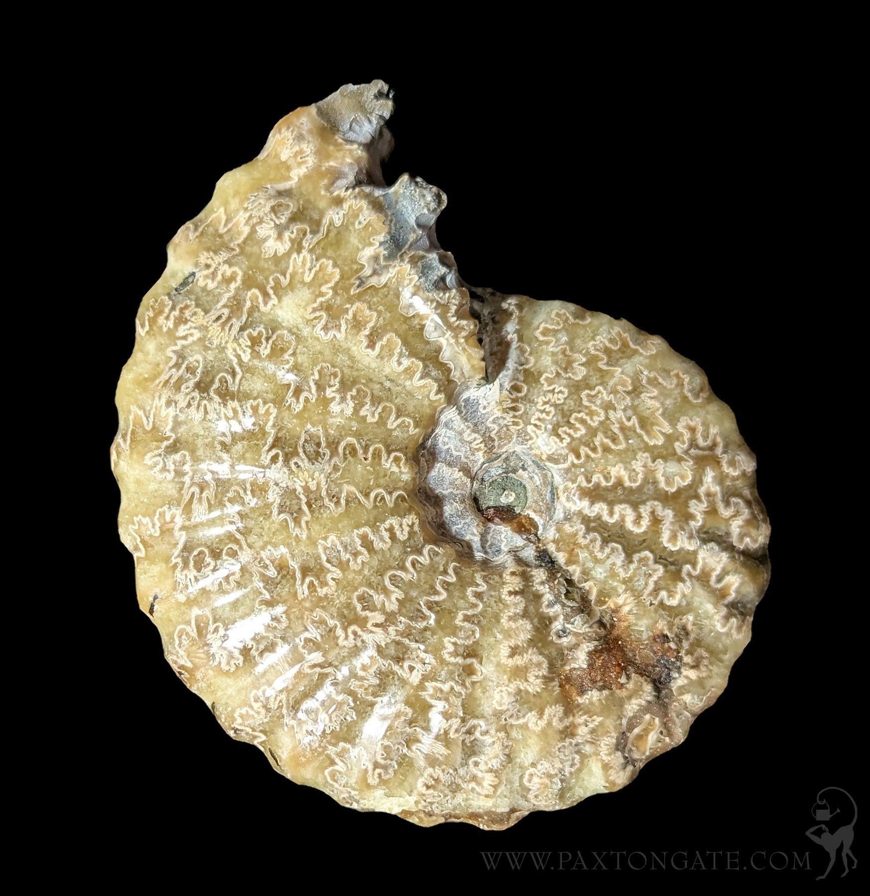 Agatized Ceratites Nodosus Ammonite Specimen C – Paxton Gate