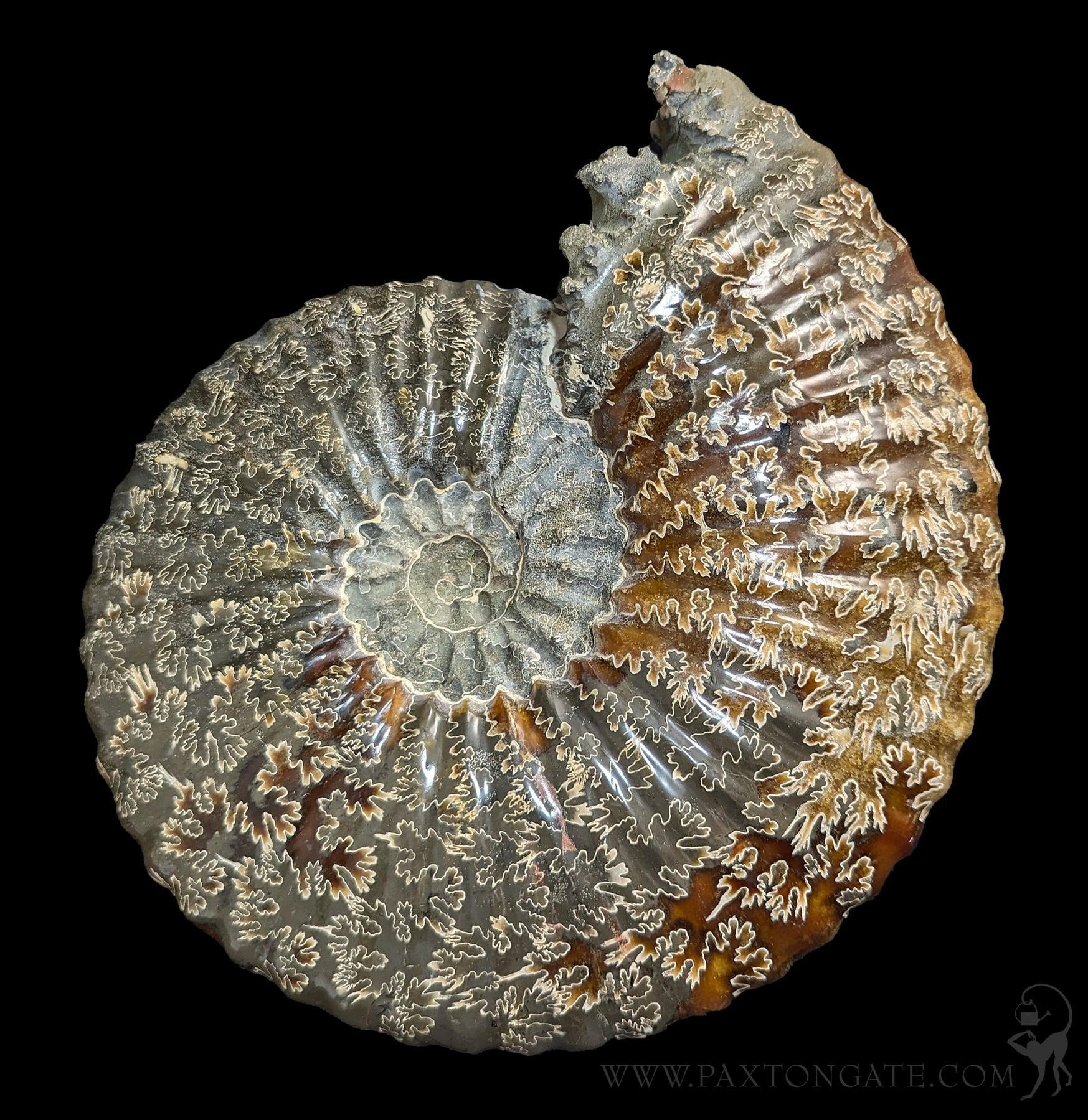 Agatized Ceratites Nodosus Ammonite Specimen A – Paxton Gate