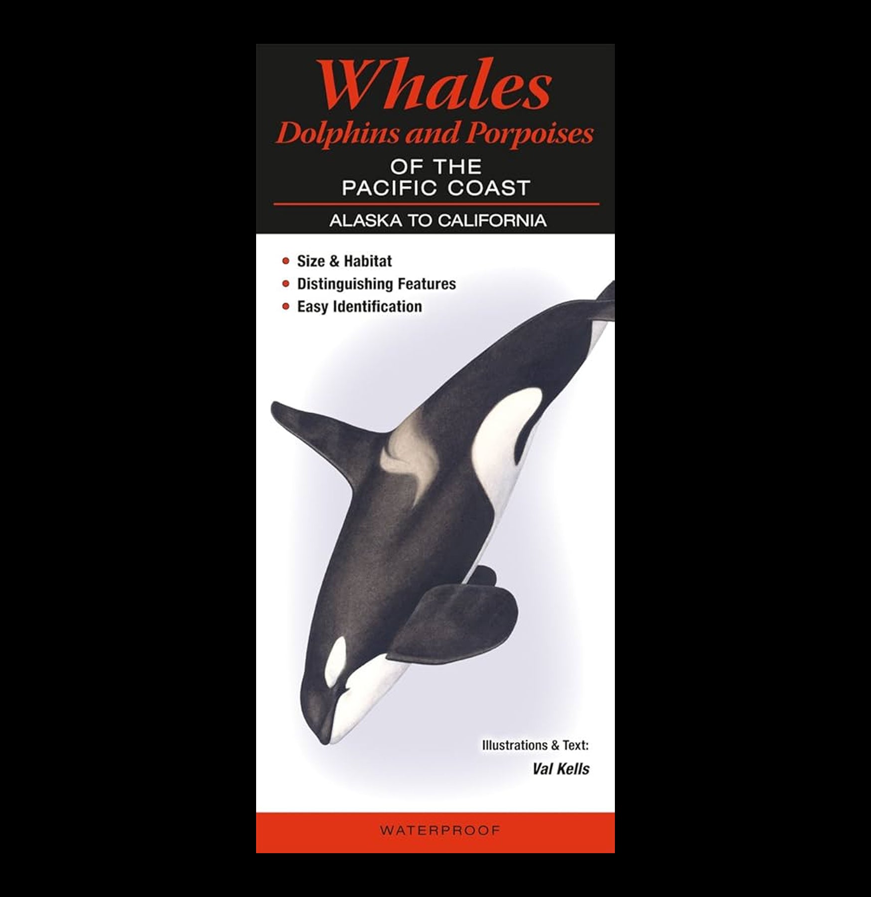 Whales, Dolphins, and Porpoises of the Pacific Coast – Paxton Gate