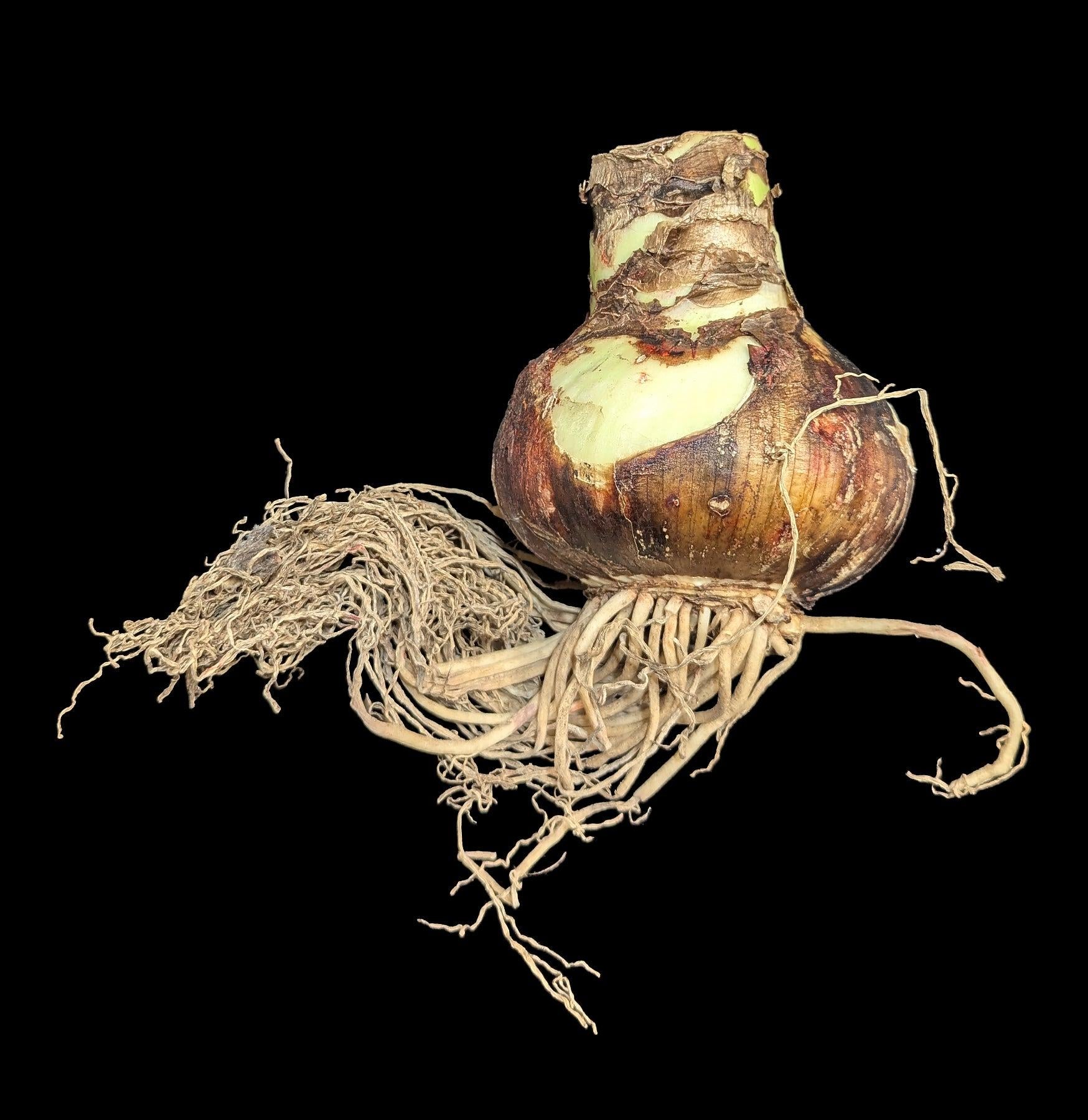 Amaryllis Red Lion Bulb – Paxton Gate