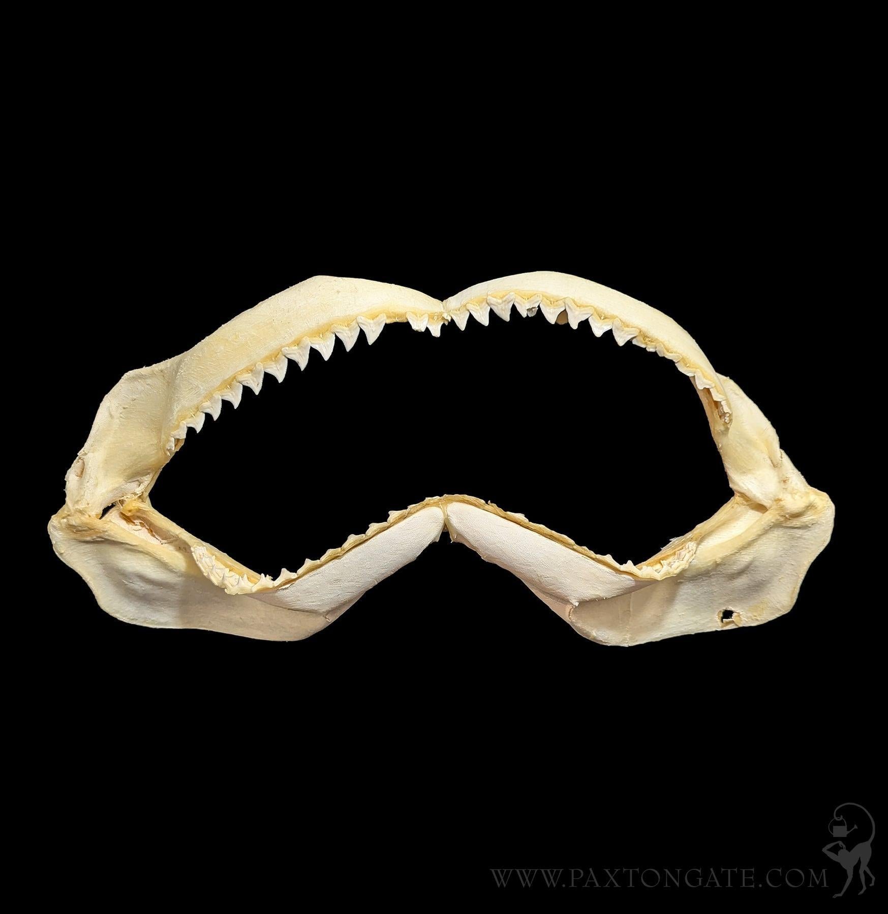 Large Bull Shark Jaw Specimen A – Paxton Gate