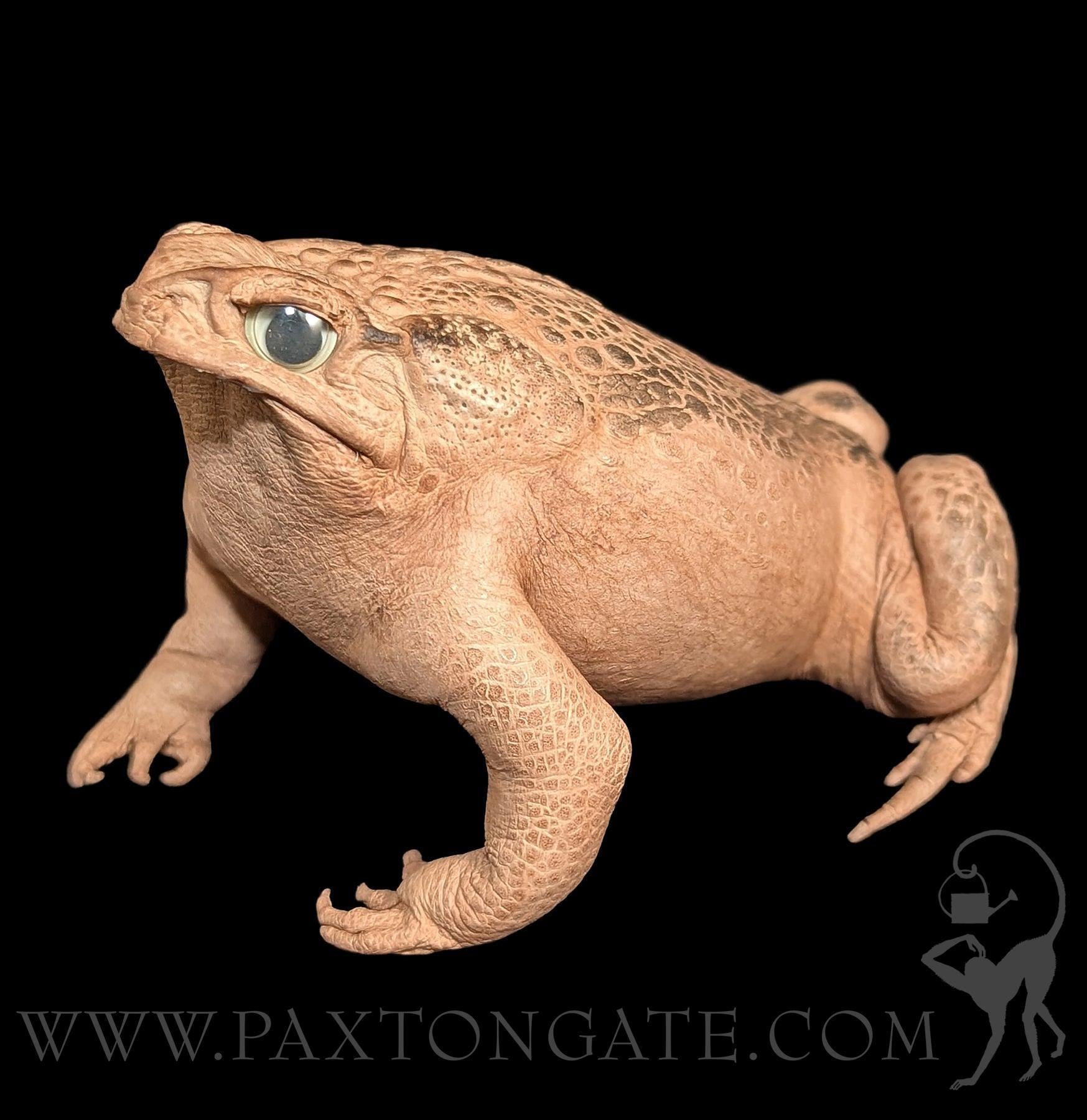 Cane Toad Taxidermy – Paxton Gate