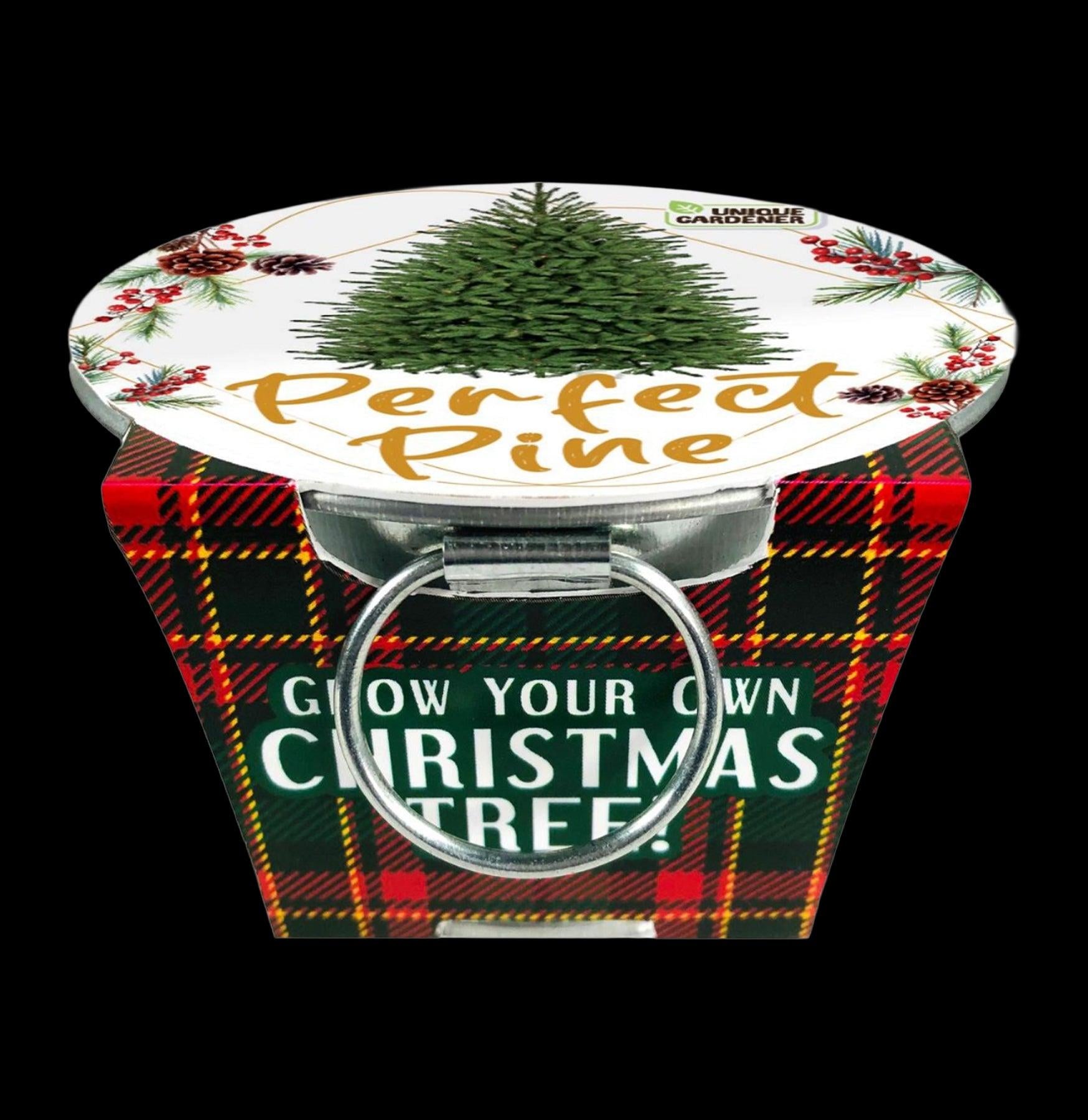 Grow your own Christmas Tree – Paxton Gate