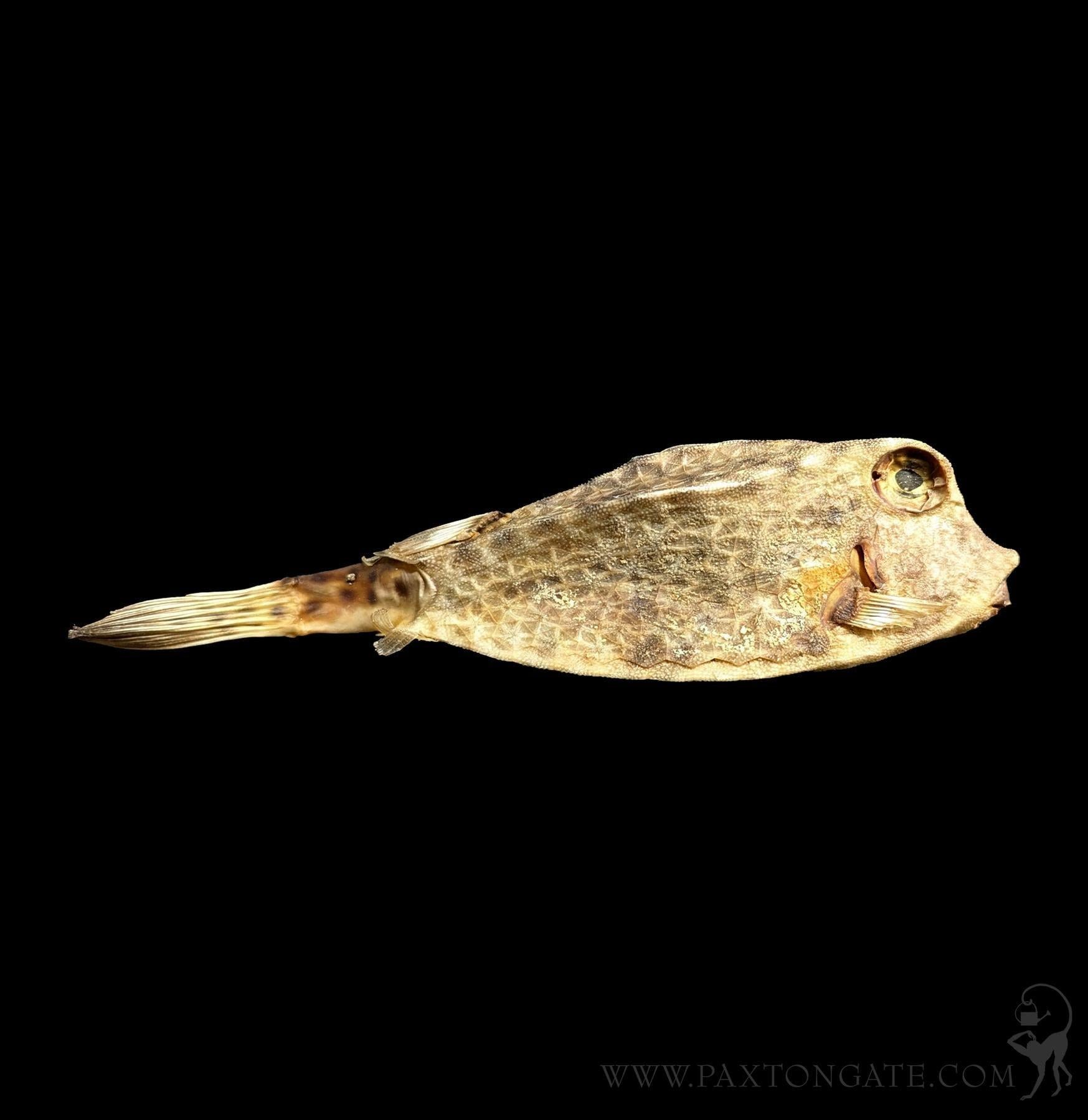 Taxidermy Cow Fish – Paxton Gate