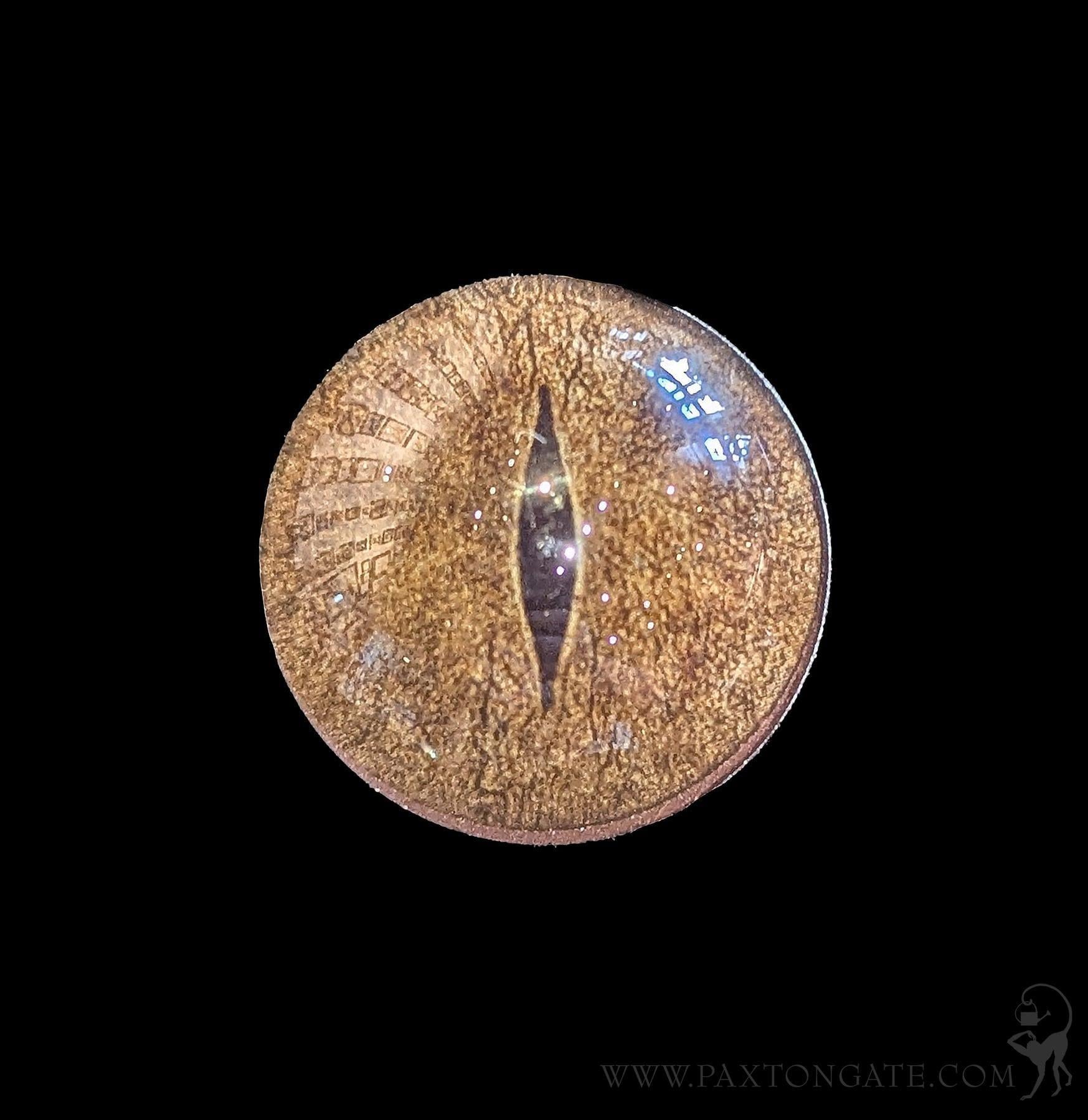 Glass Alligator Taxidermy Eye – Paxton Gate