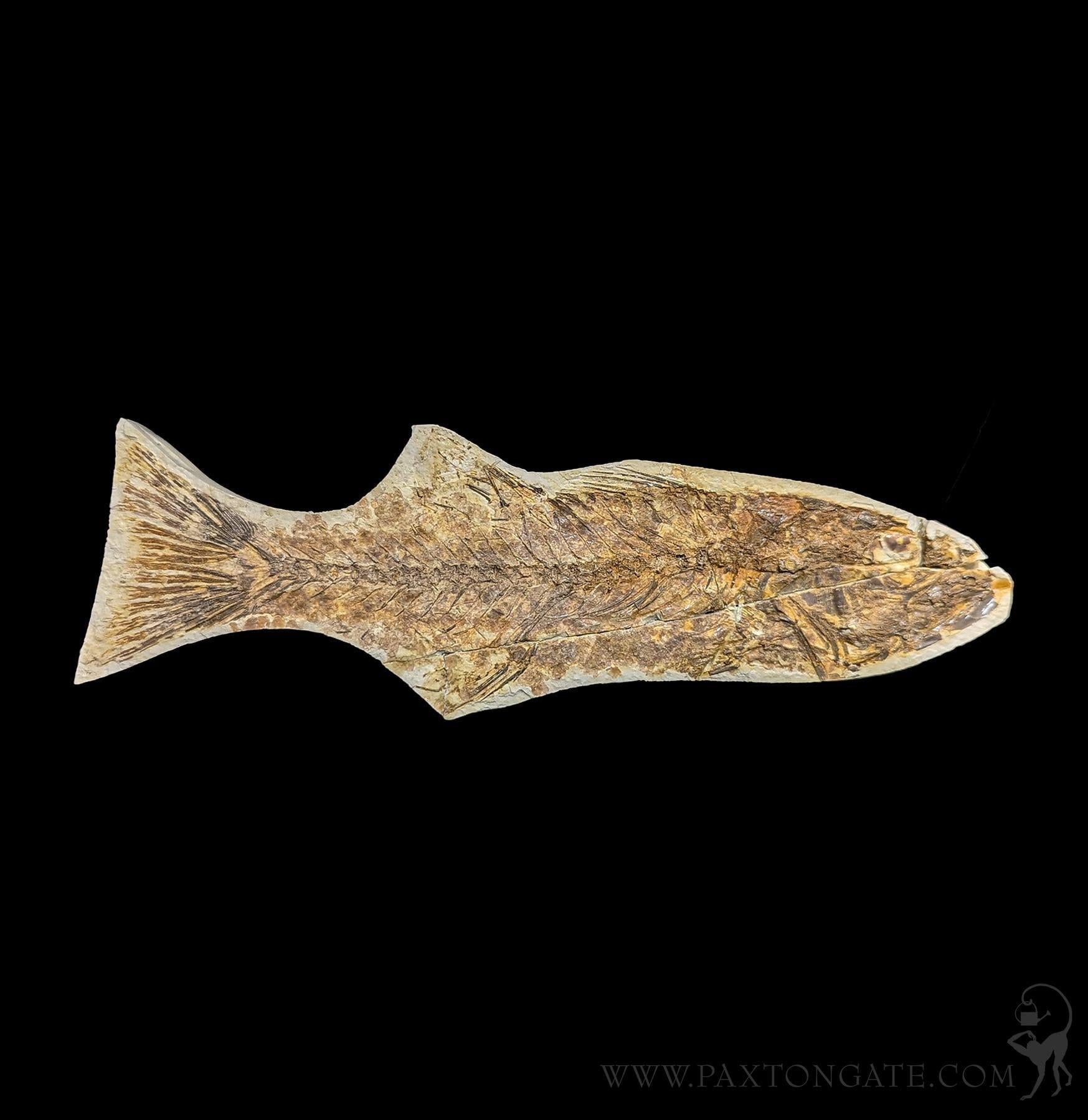 Mioplosus Labracoides Fossil Fish Plate A – Paxton Gate