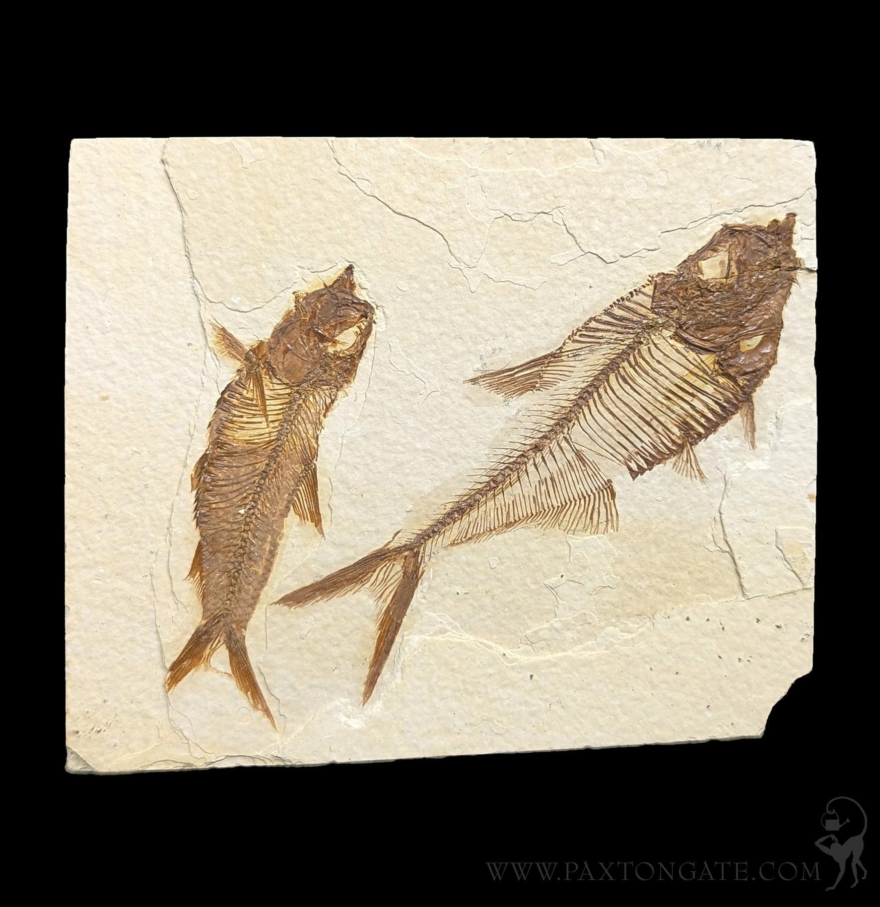 Two Diplomystus Fossil Fish on Plate – Paxton Gate