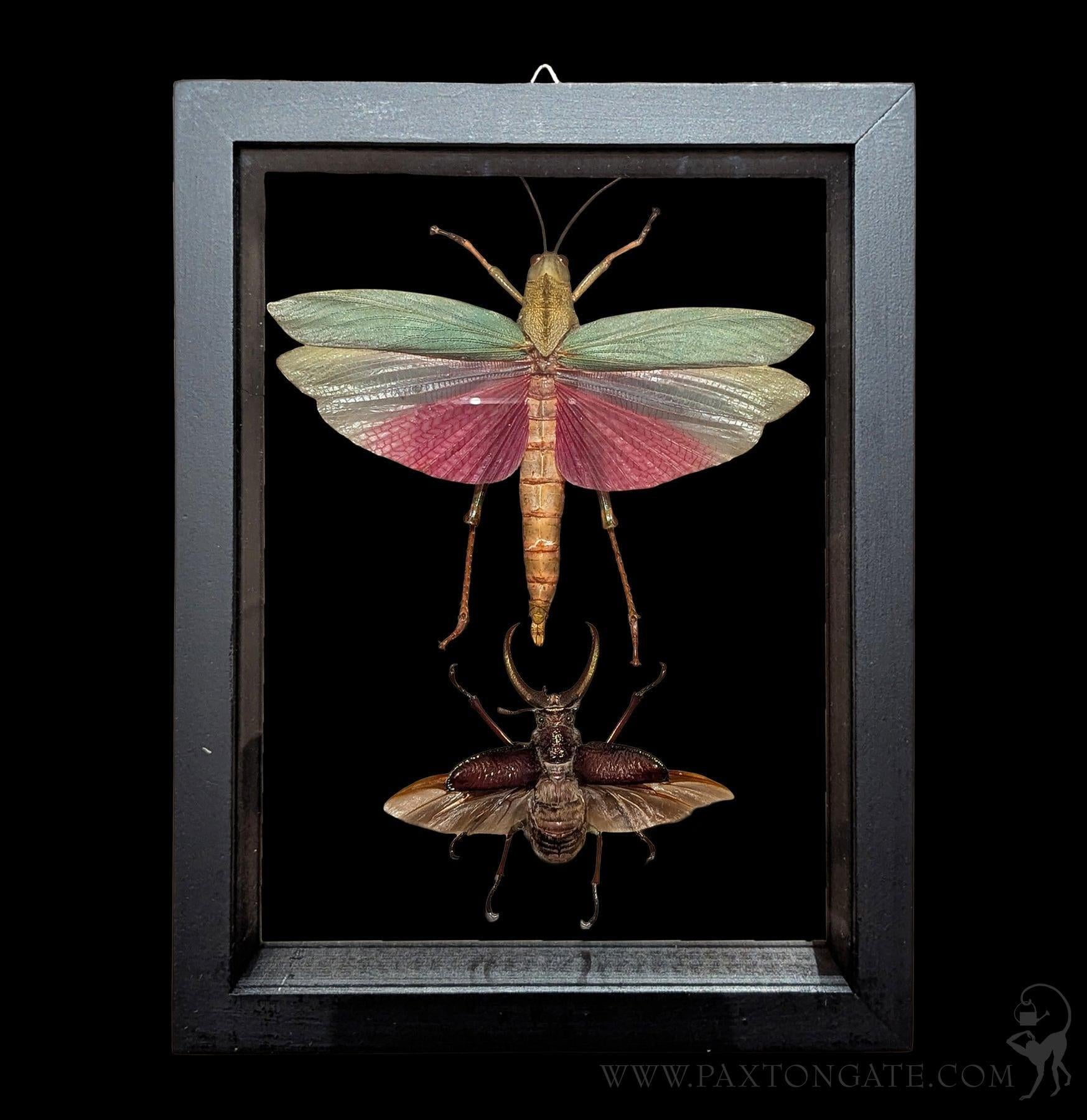 Two Double Glass Framed Assorted Insects – Paxton Gate
