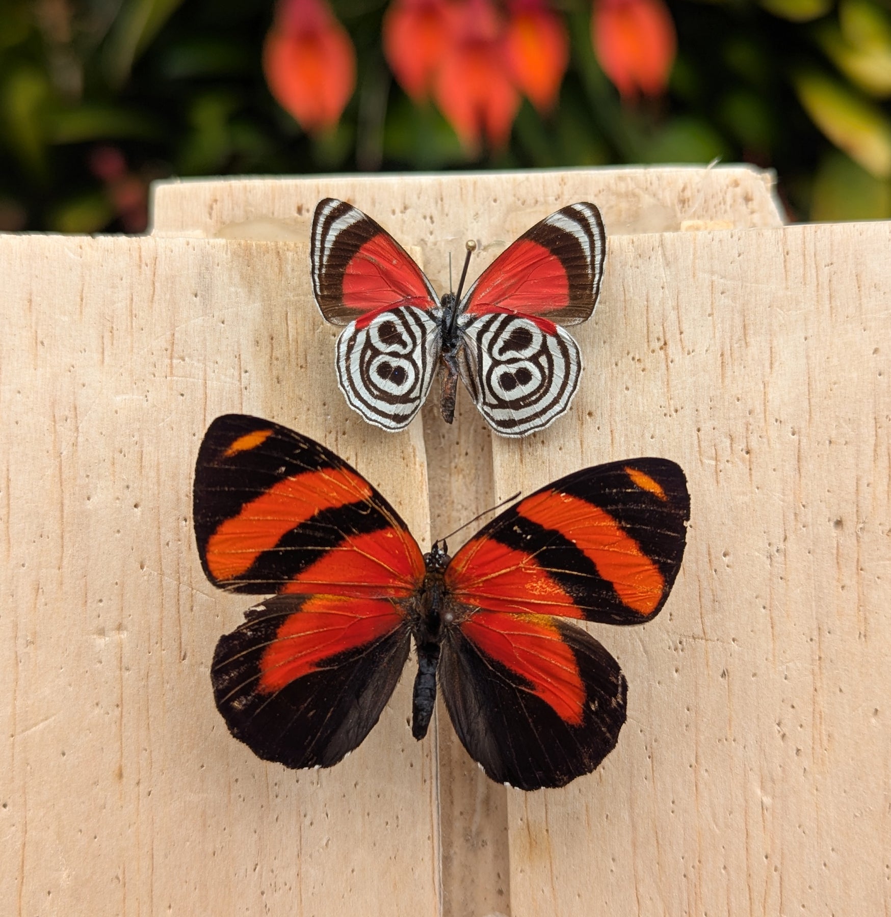 Insect Spreading Class: Two Butterflies: BD and 89 butterflies – Paxton ...