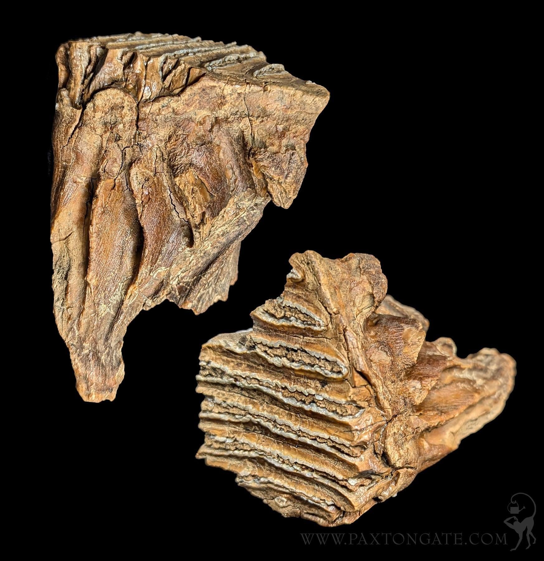 Fossilized Woolly Mammoth Spit Tooth – Paxton Gate