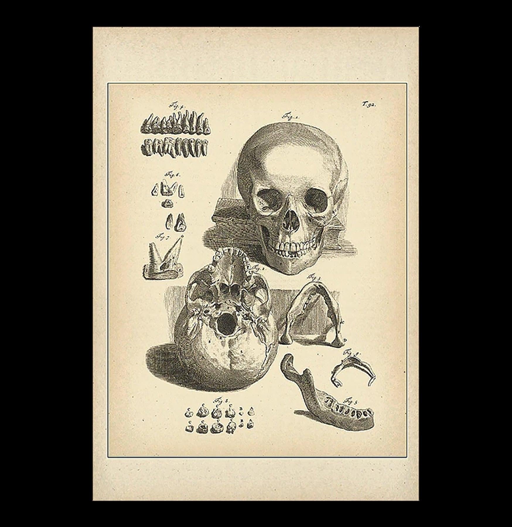Skulls, Teeth, and Jaw Bone Poster – Paxton Gate
