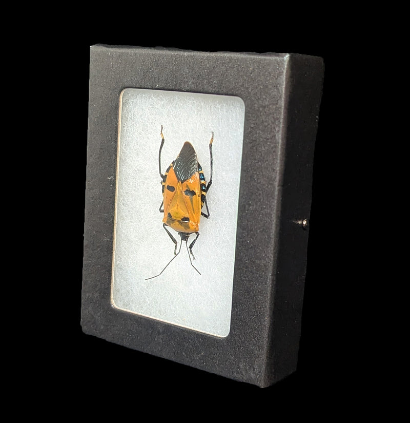 Riker Framed Man Face Stink Bug – Paxton Gate