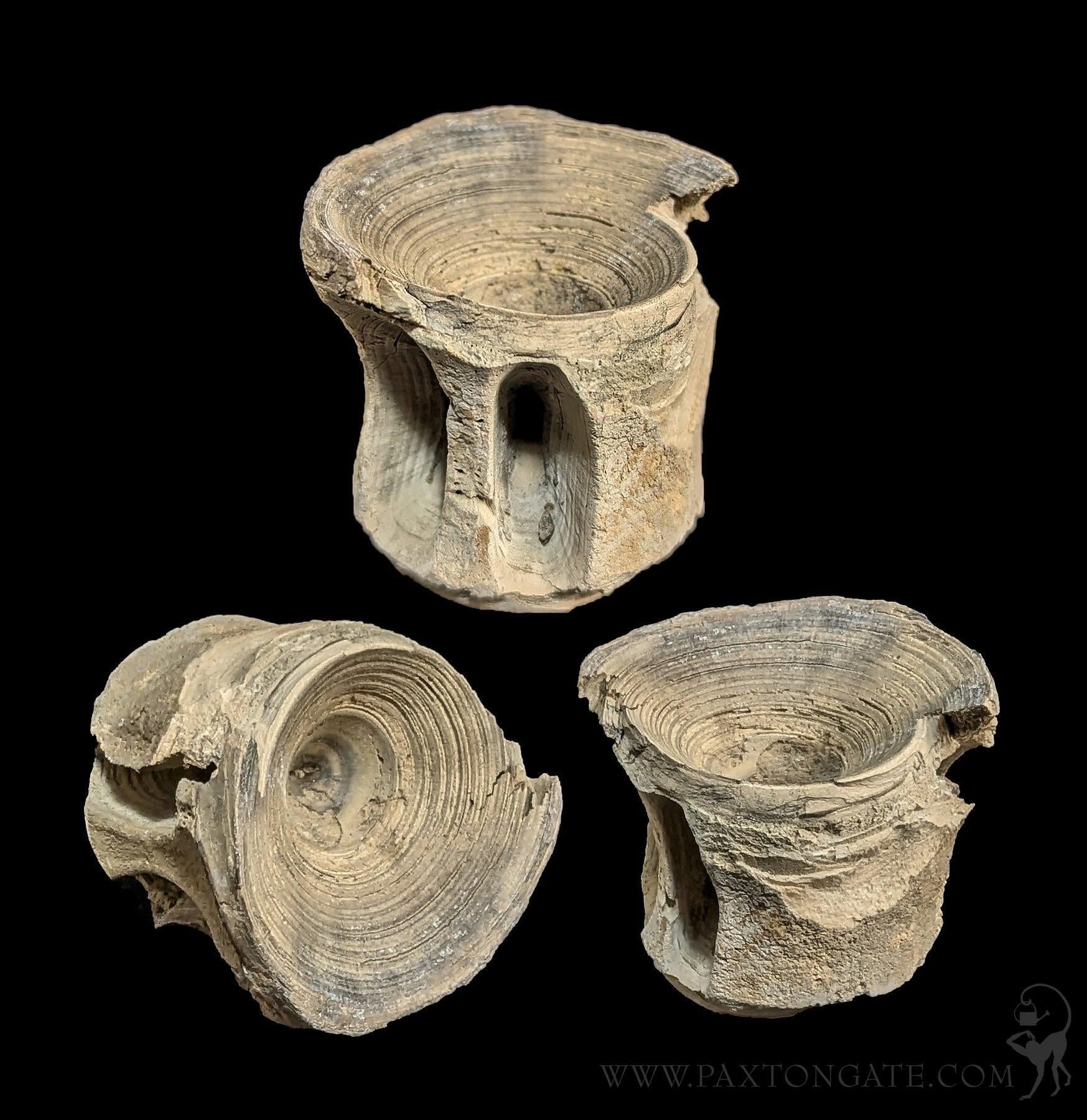 Fossilized Shark Vertebrae – Paxton Gate