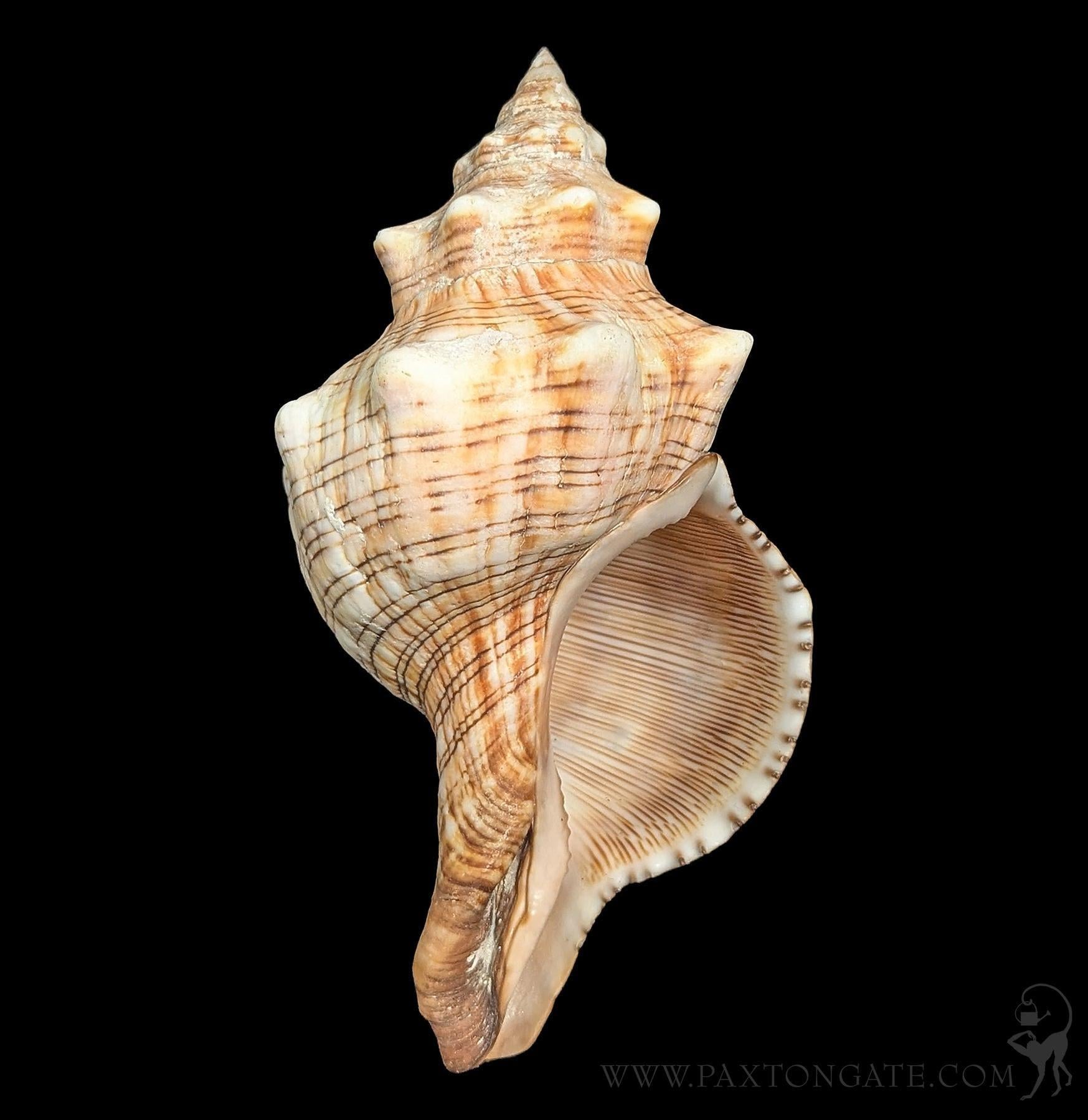 Fox Shell – Paxton Gate