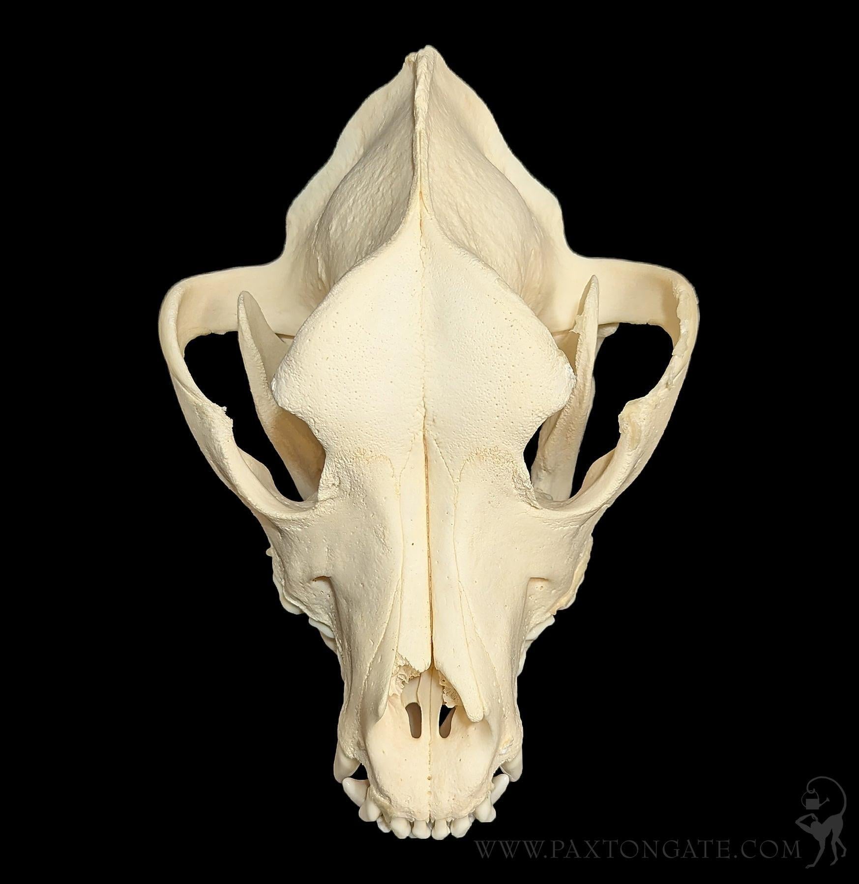 Large Domestic Dog Skull – Paxton Gate