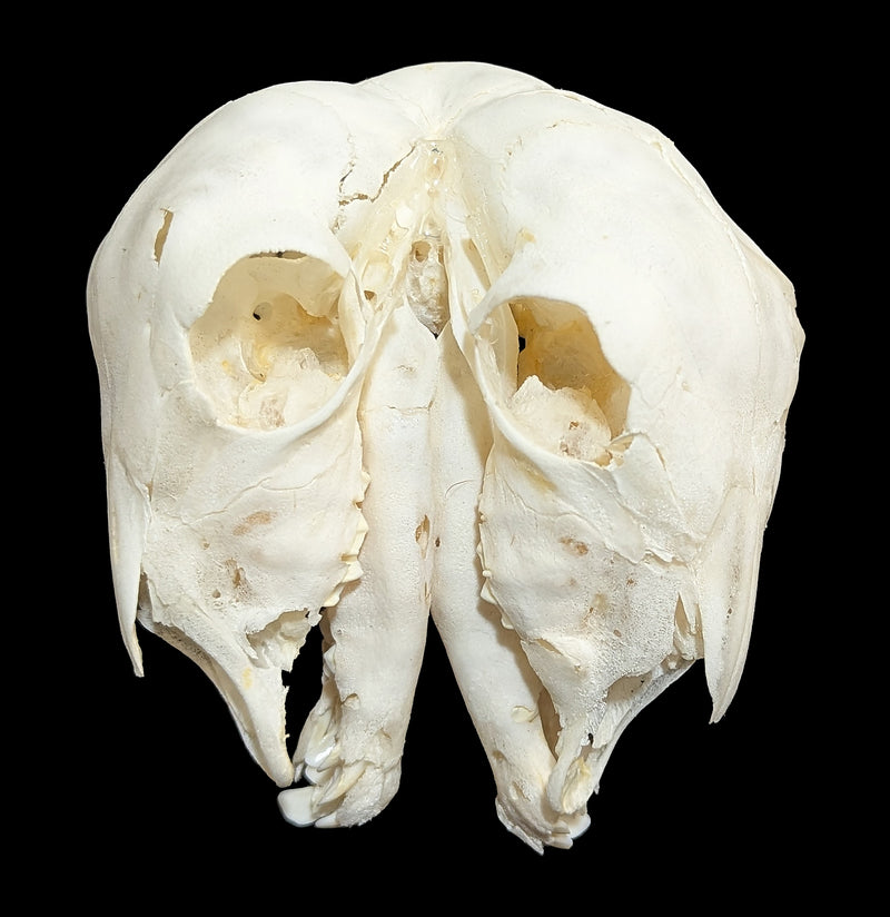 Conjoined Two-Headed Sheep Skull – Paxton Gate