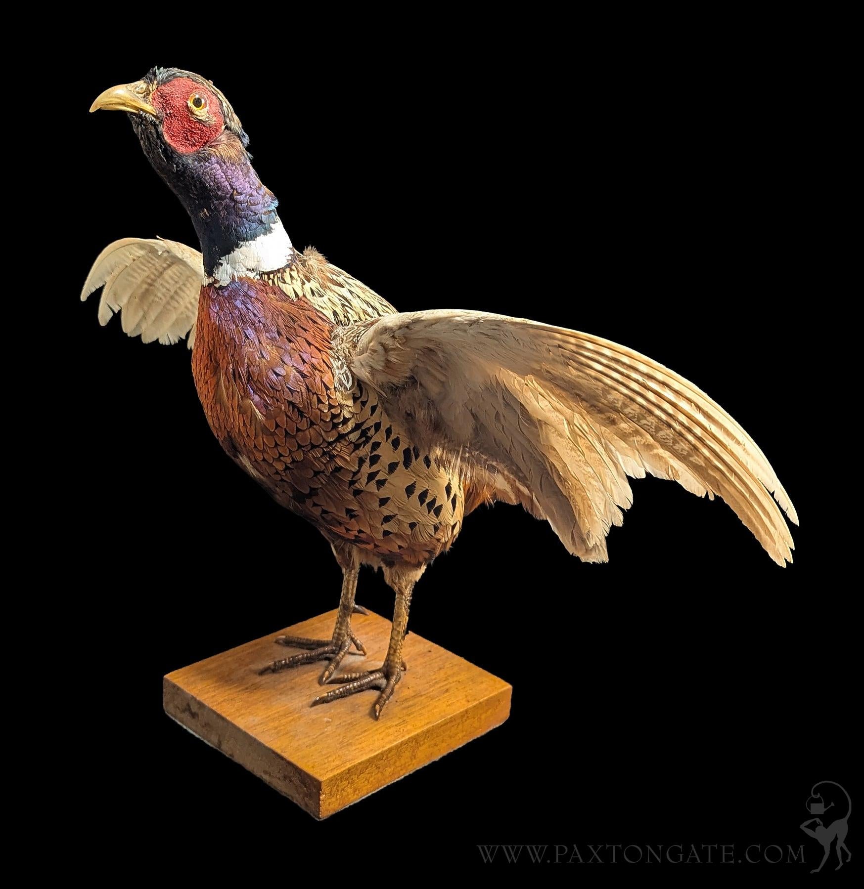 Ring Necked Male Taxidermy Pheasant – Paxton Gate