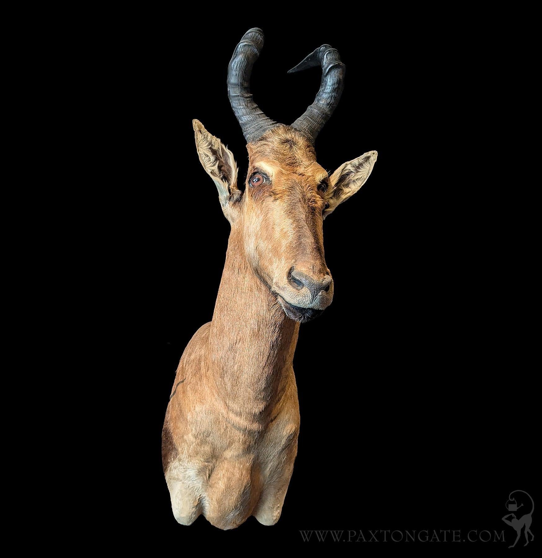 Red Hartebeest Taxidermy Mount – Paxton Gate