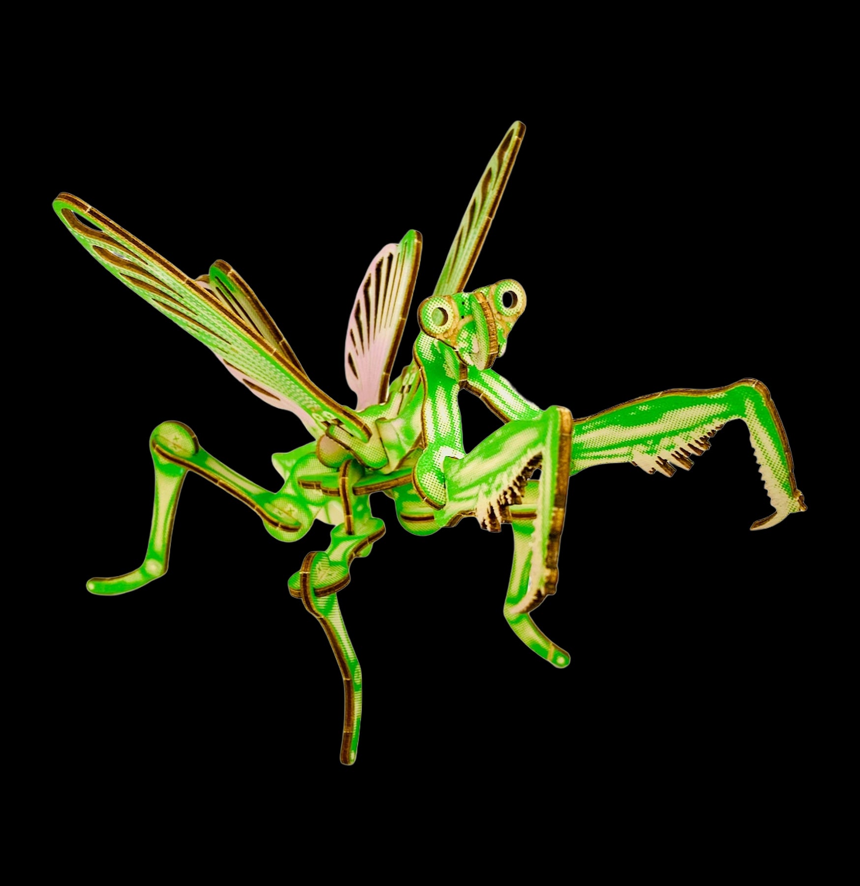 Caliris Elegans Umbrella Mantis Craft Kit – Paxton Gate