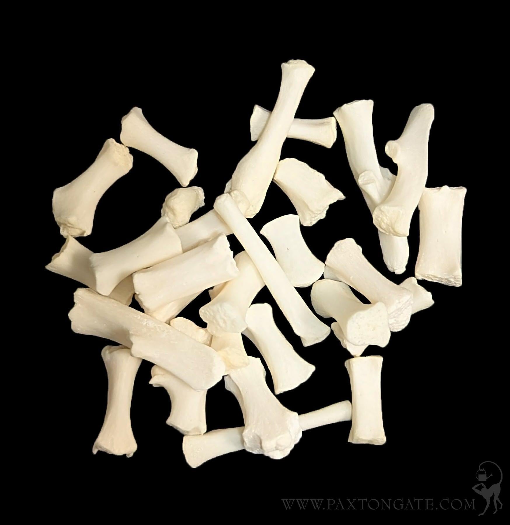 Cat Sternum Bones – Paxton Gate
