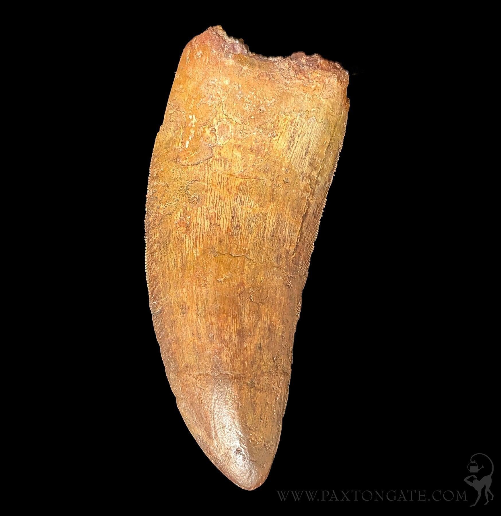 Carcharodontosaurus Tooth Specimen D – Paxton Gate