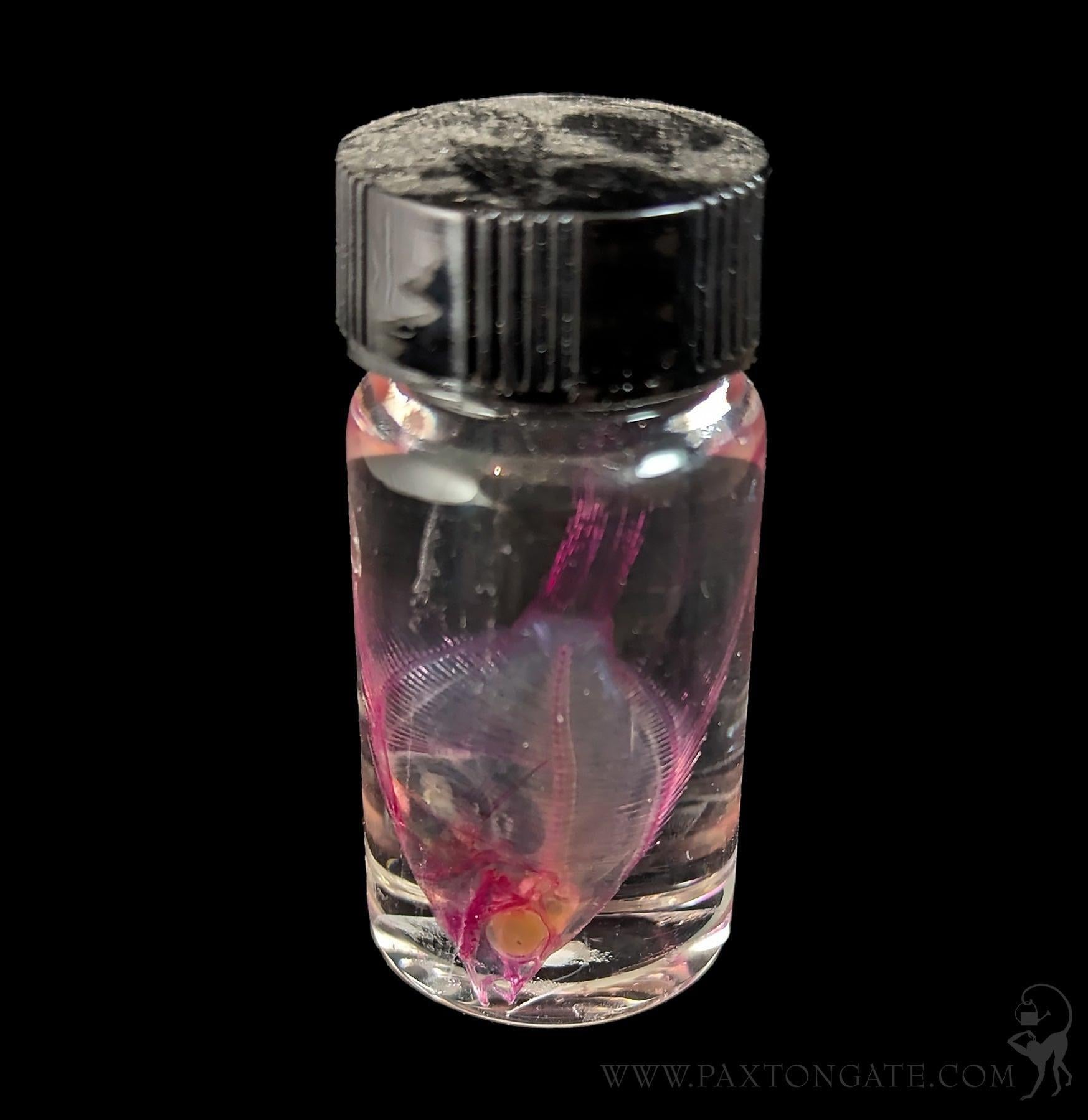 Diaphonized Angelfish Wet Specimen – Paxton Gate