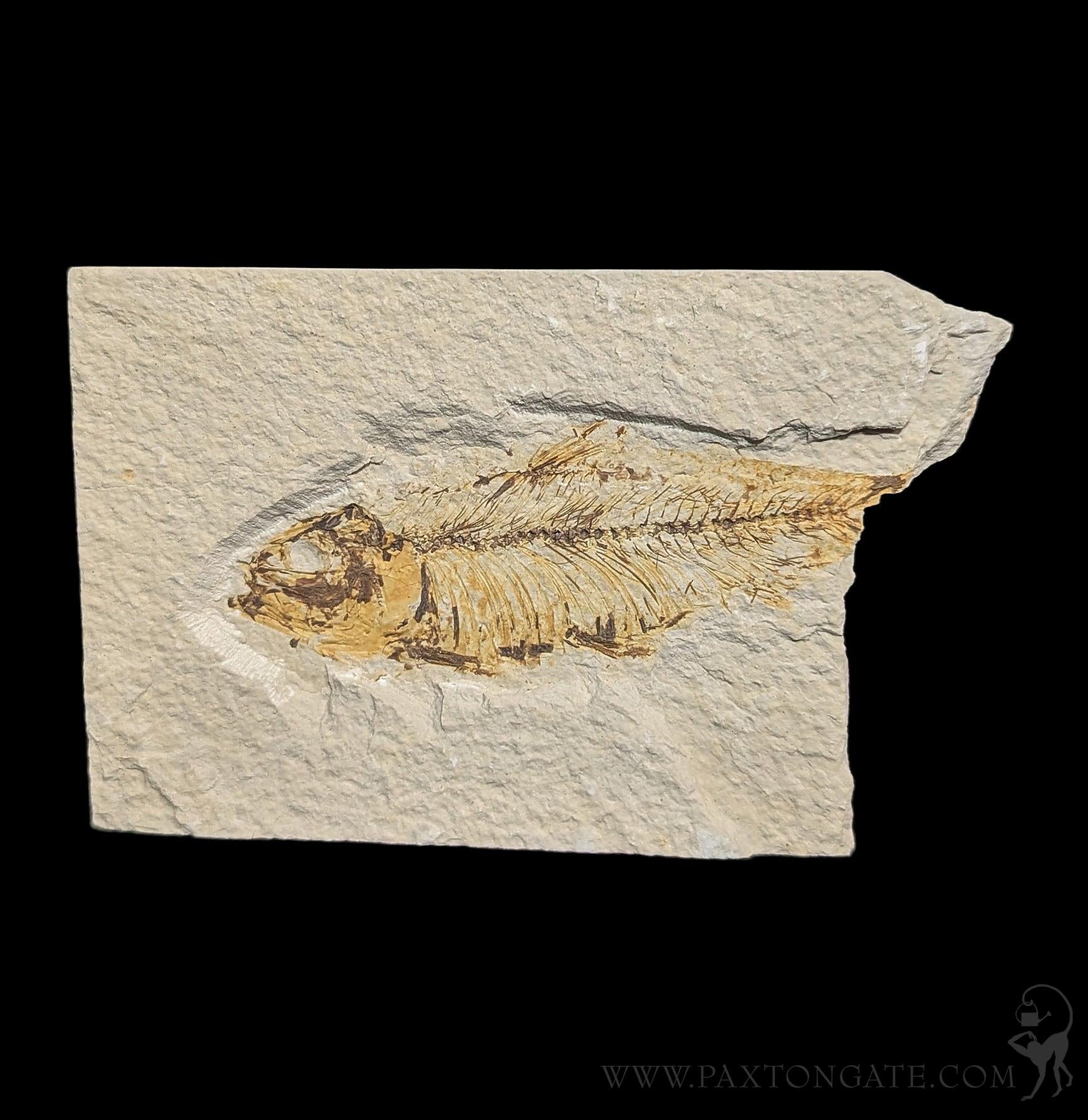 Rough Partial Fish Fossil Plates – Paxton Gate