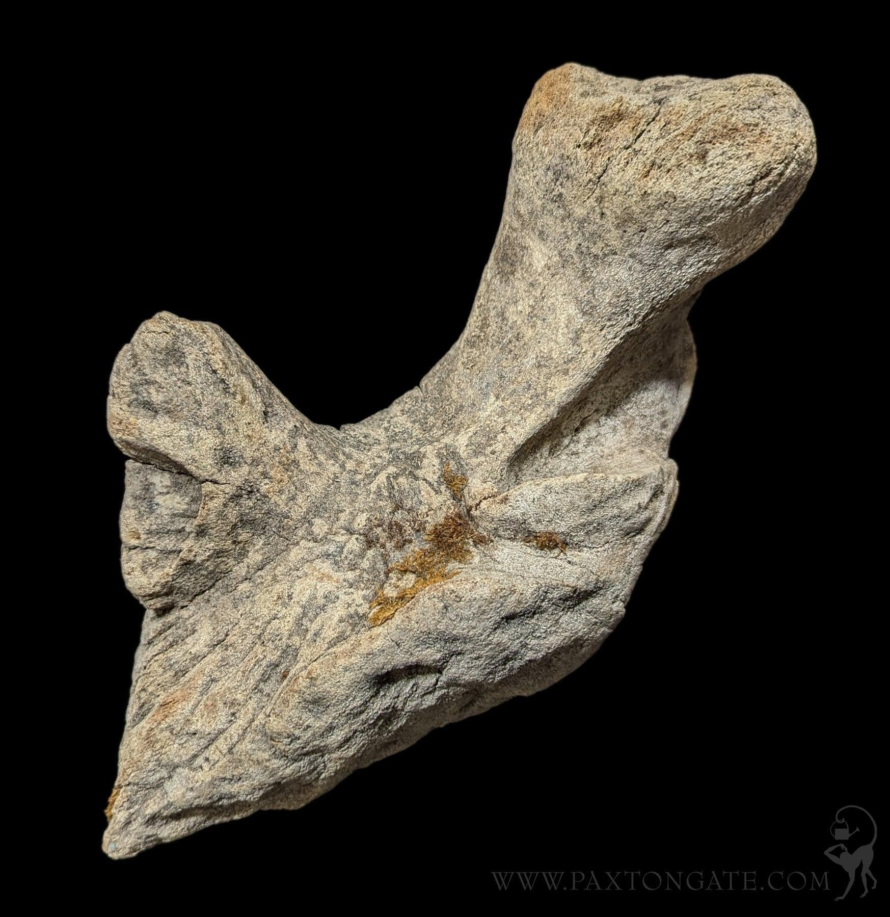 Woolly Mammoth Occipital Bone – Paxton Gate