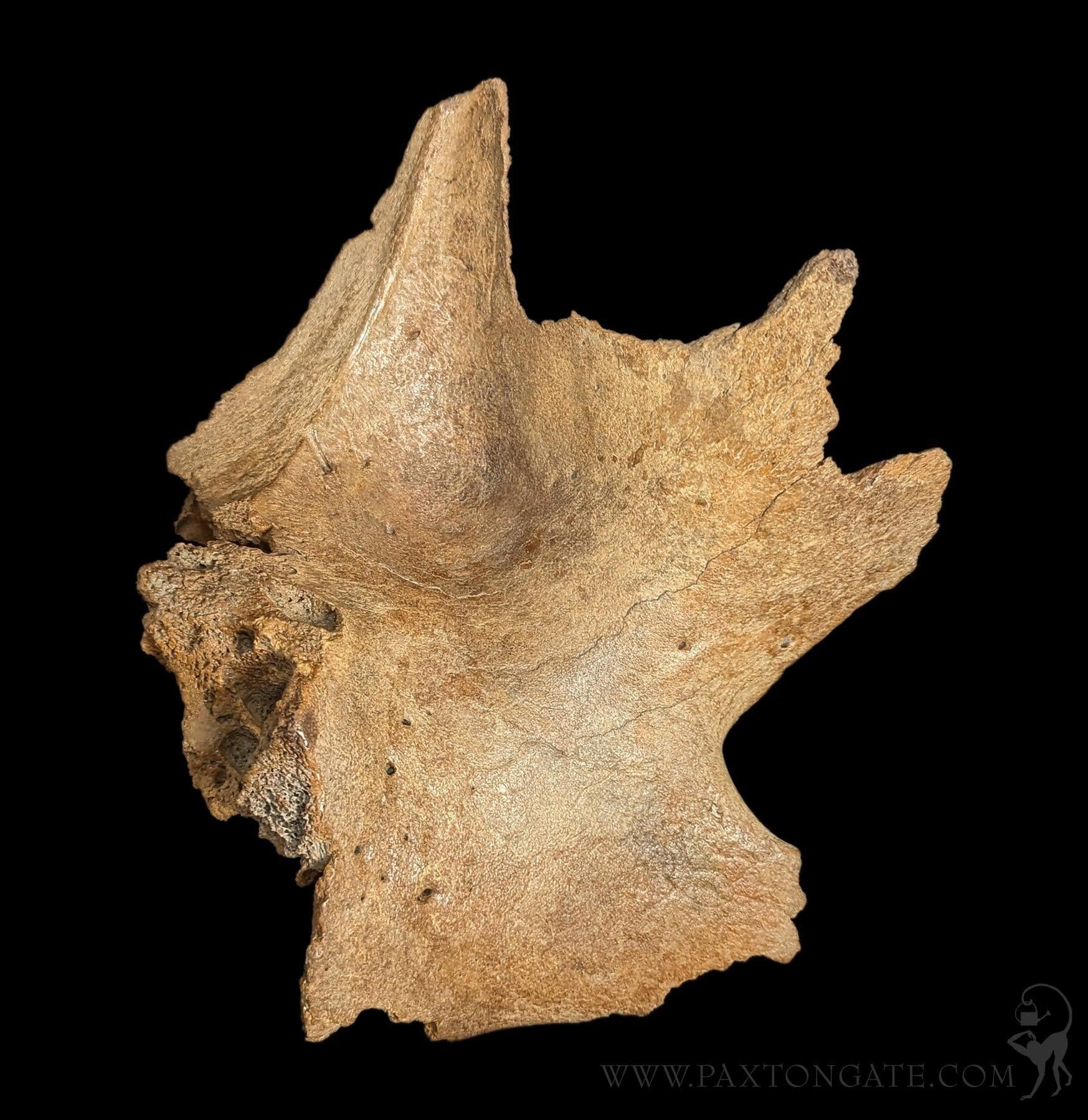 Partial Woolly Mammoth Skull – Paxton Gate