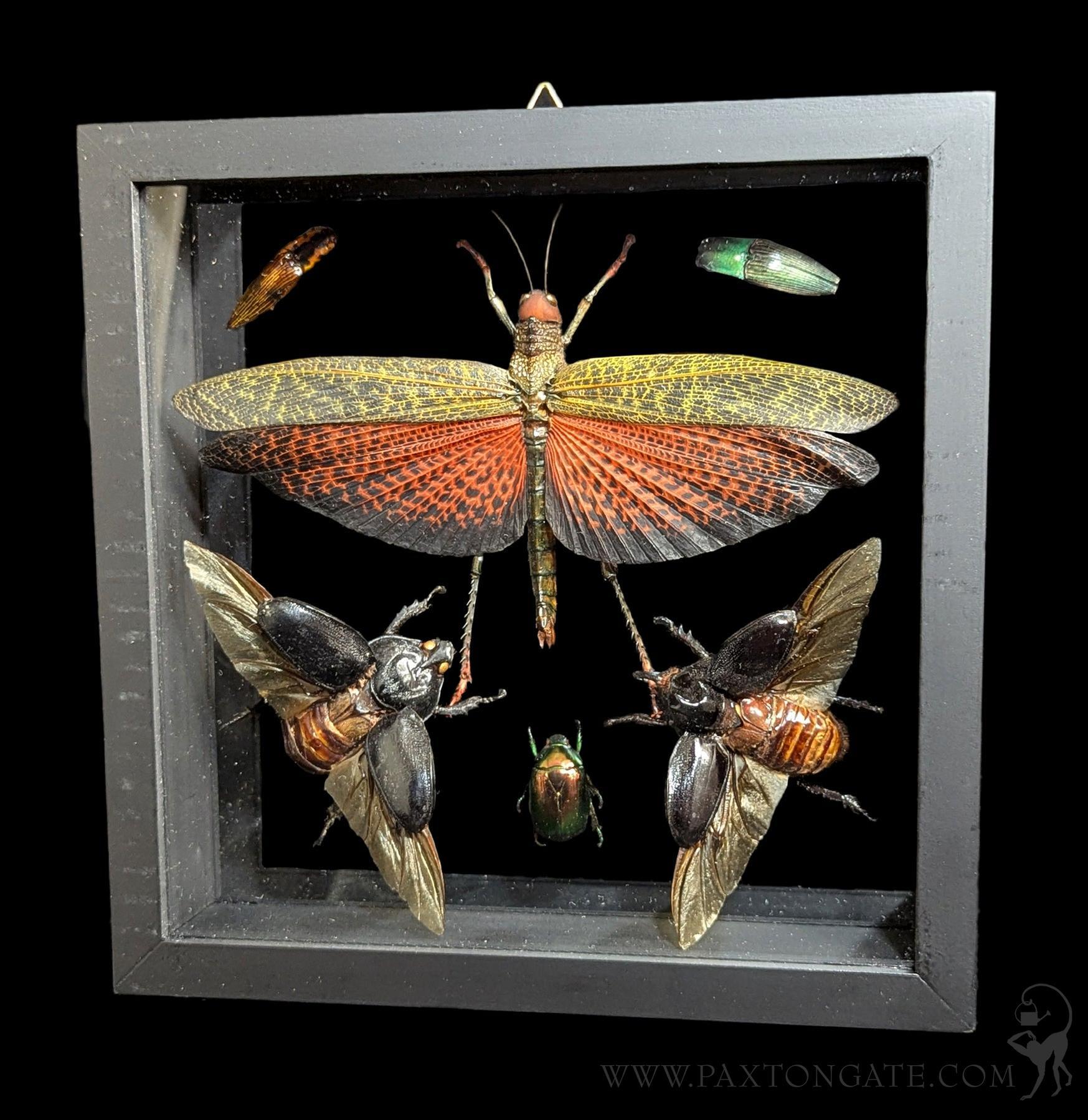 Six Double Glass Framed Various Insects – Paxton Gate