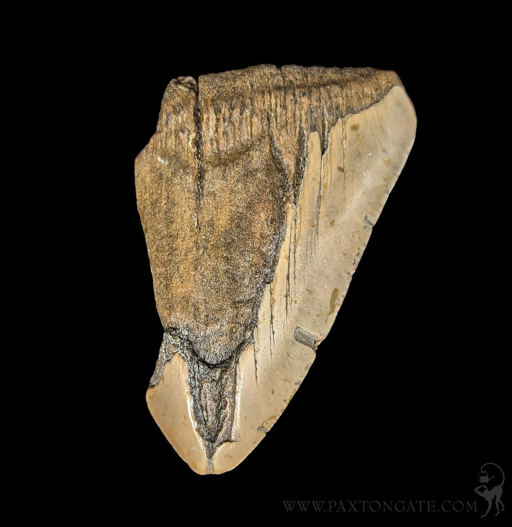 Partial Megalodon Tooth – Paxton Gate