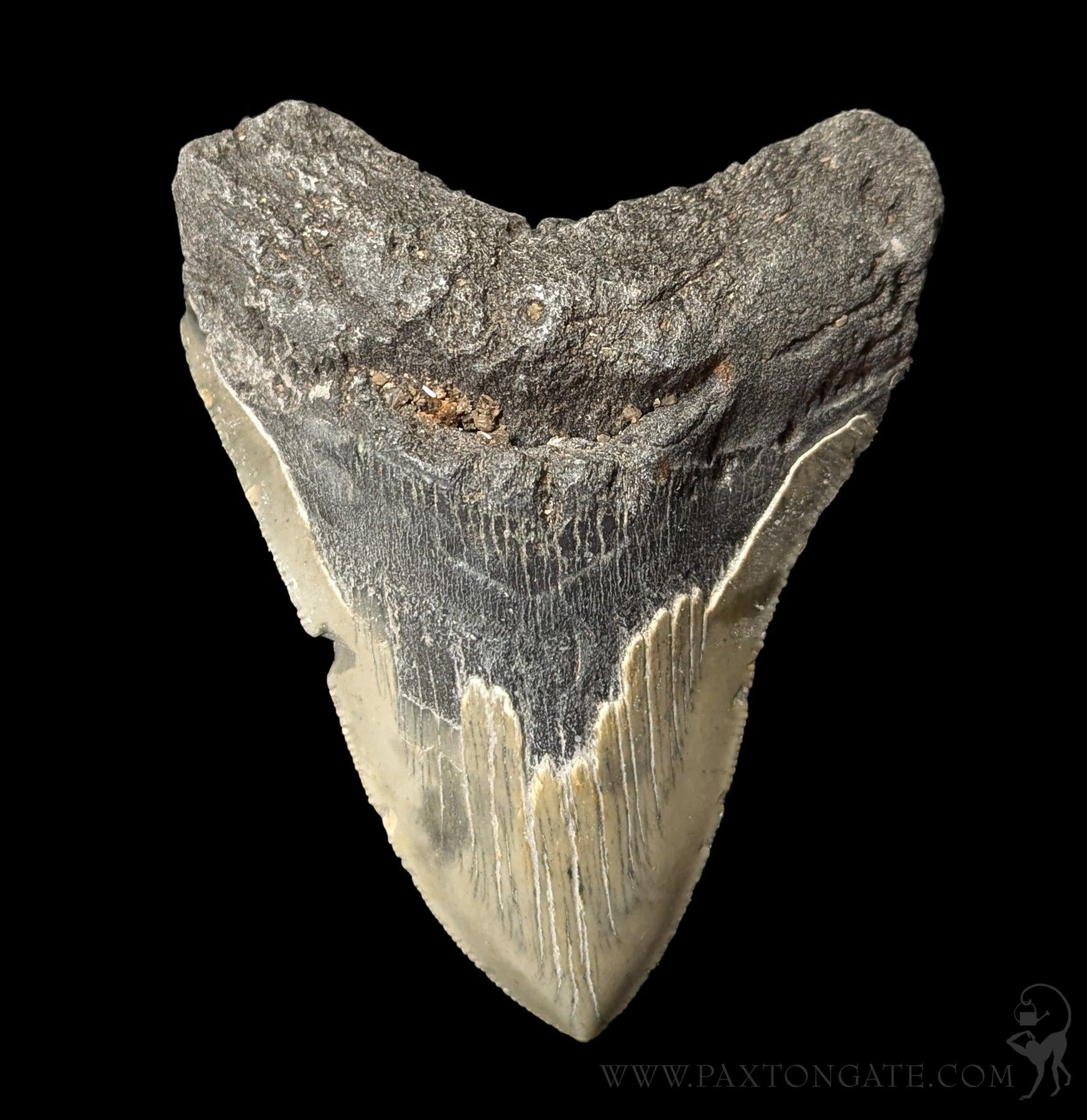 Megalodon Tooth Specimen #53 – Paxton Gate