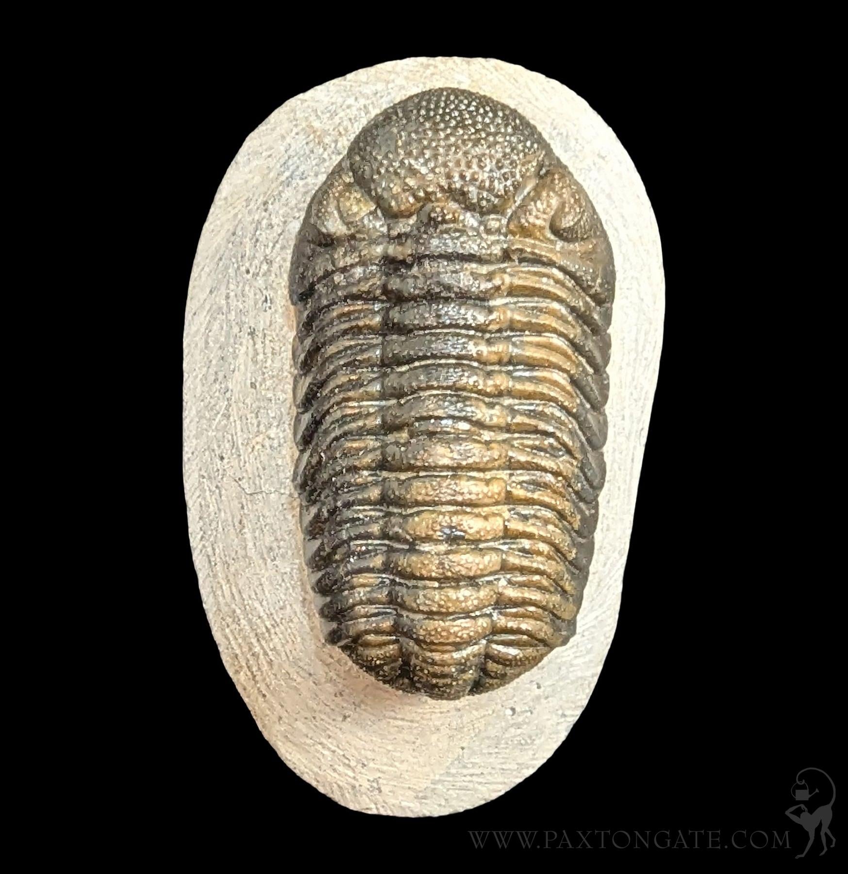 Phacops Rana Trilobite Fossil in Matrix Specimen A – Paxton Gate