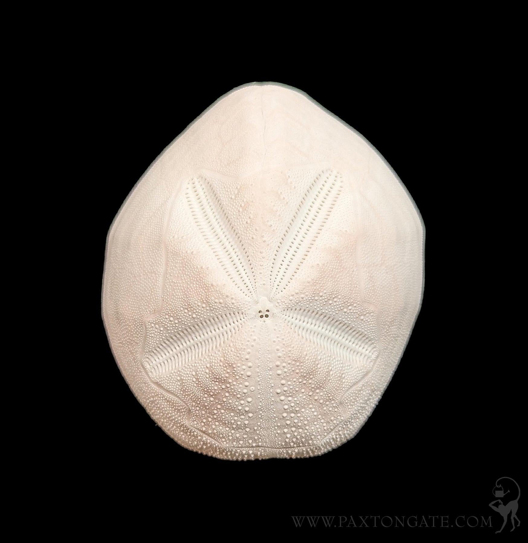 Pink Sea Gopher Urchin – Paxton Gate