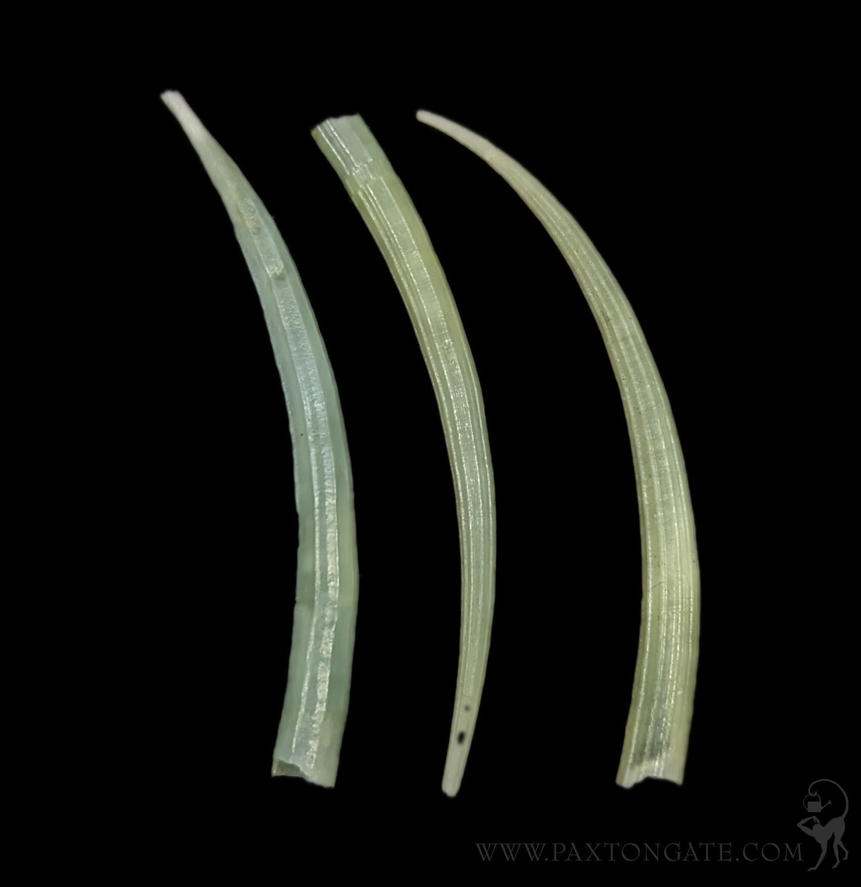 Green Tusk Shell – Paxton Gate