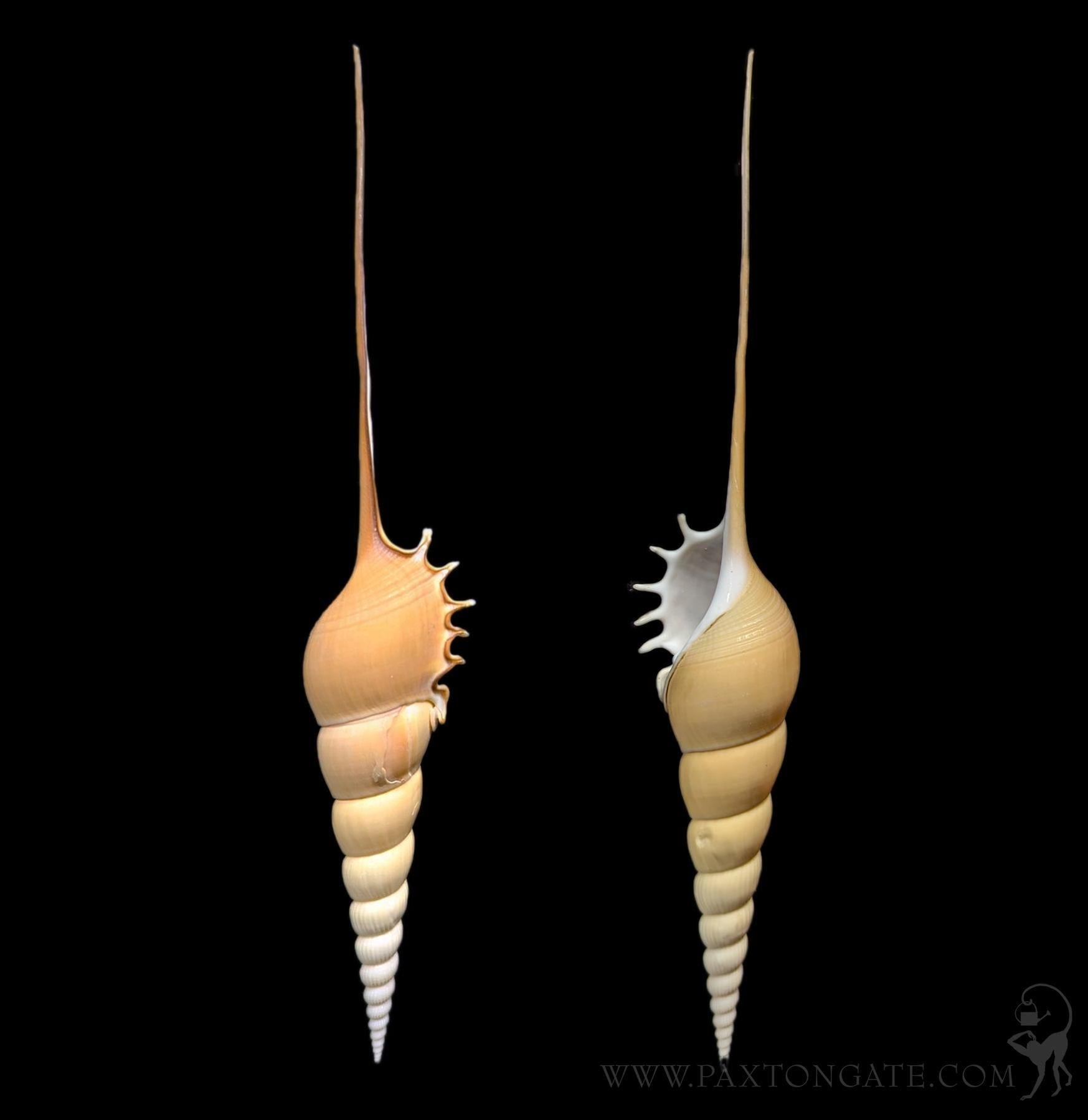 Tibia Fusus Shell – Paxton Gate