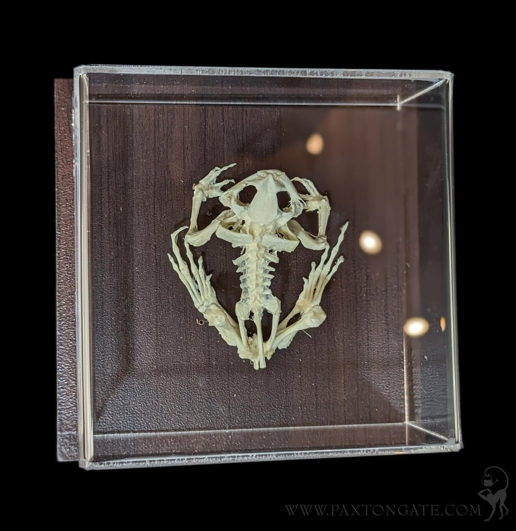 Articulated Toad Skeleton – Paxton Gate