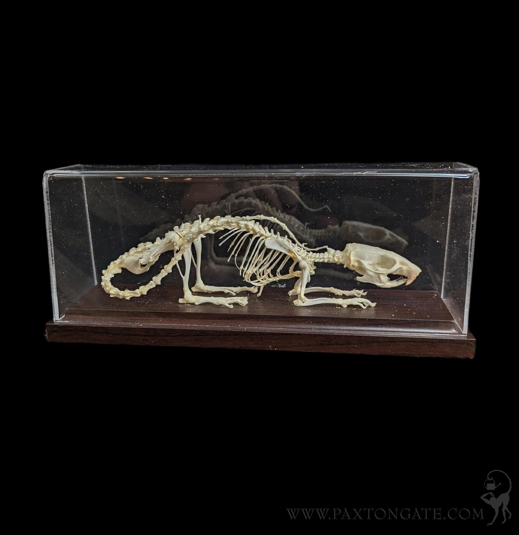 Rat Skeleton Skull Cleaned, Raw Rat Skulls Lot Of 5 Etsy UK