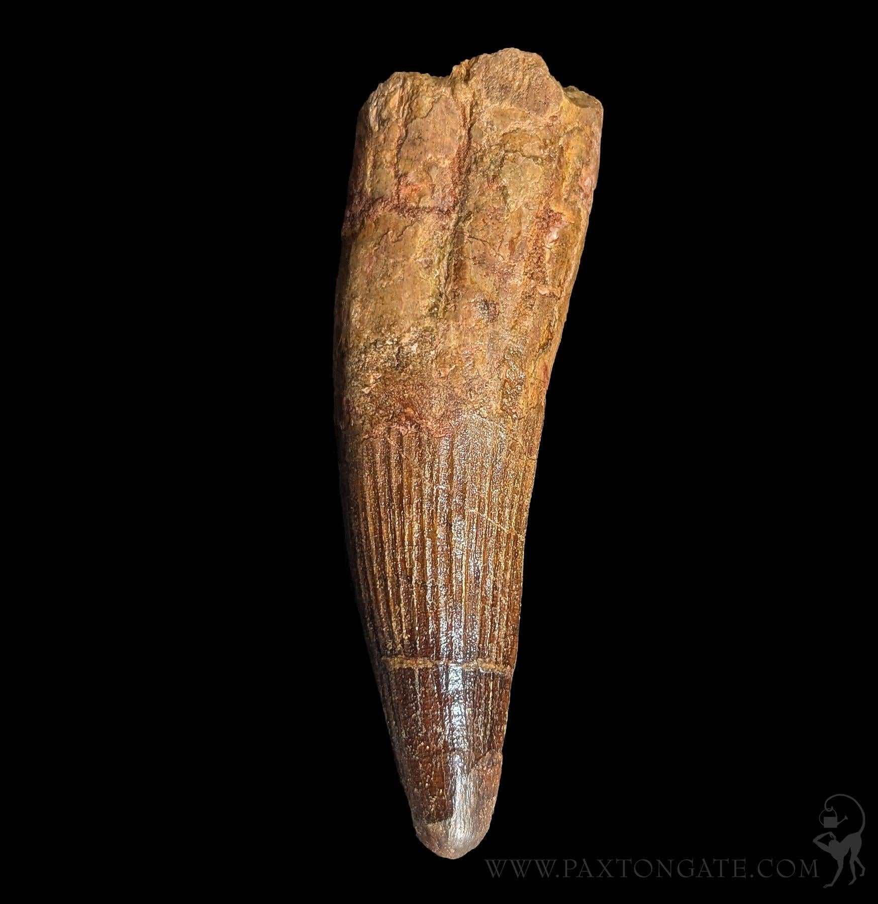 Spinosauraus Dinosaur Tooth Specimen E – Paxton Gate