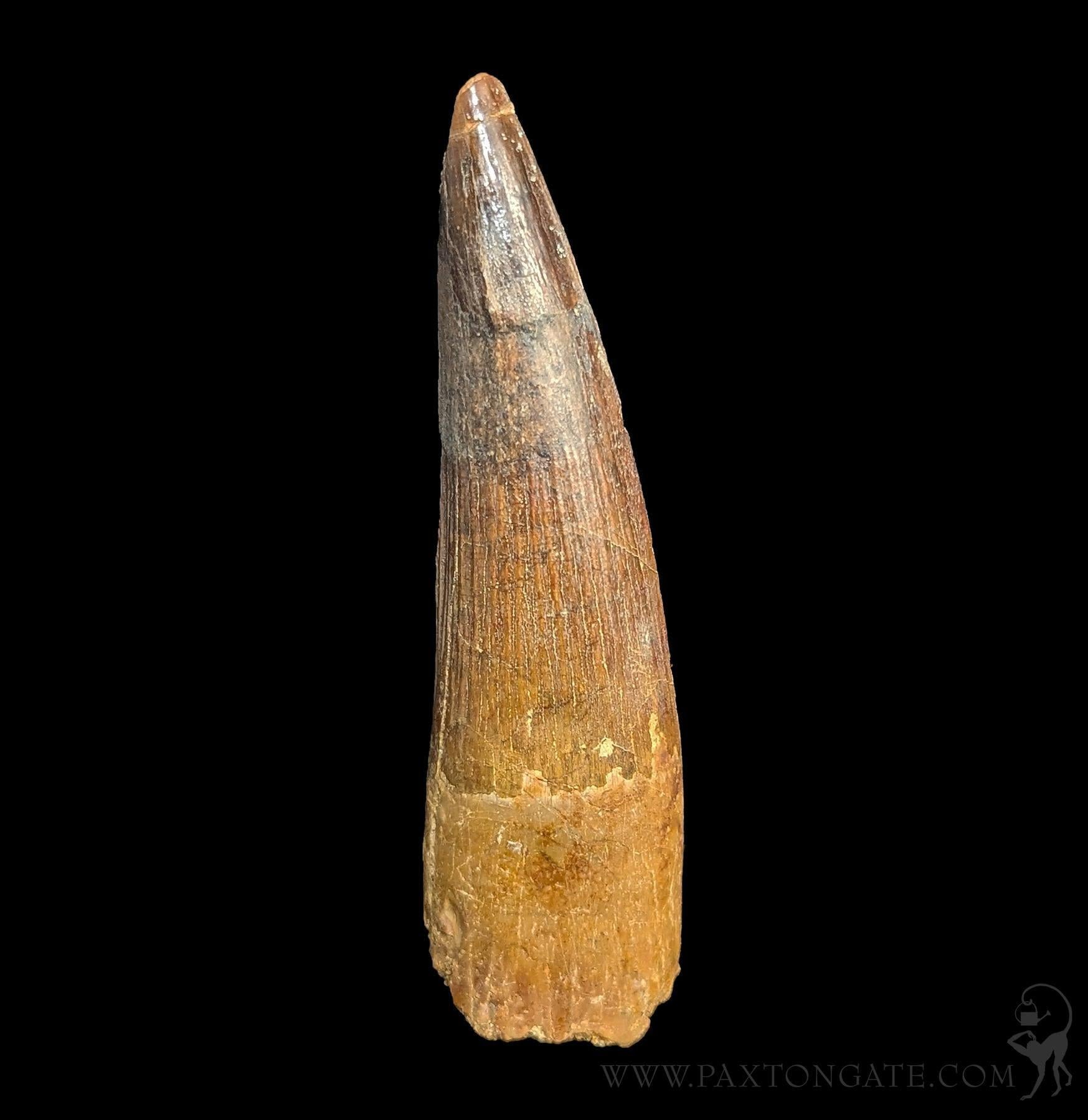 Large Spinosaurus Dinosaur Fossil Tooth – Paxton Gate