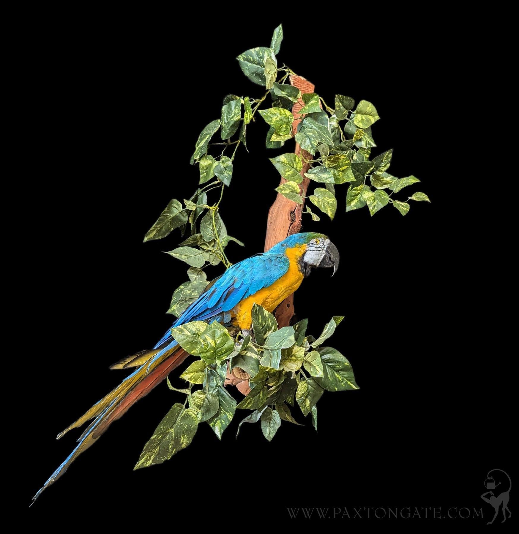 Blue and Yellow Taxidermy Macaw Mount – Paxton Gate
