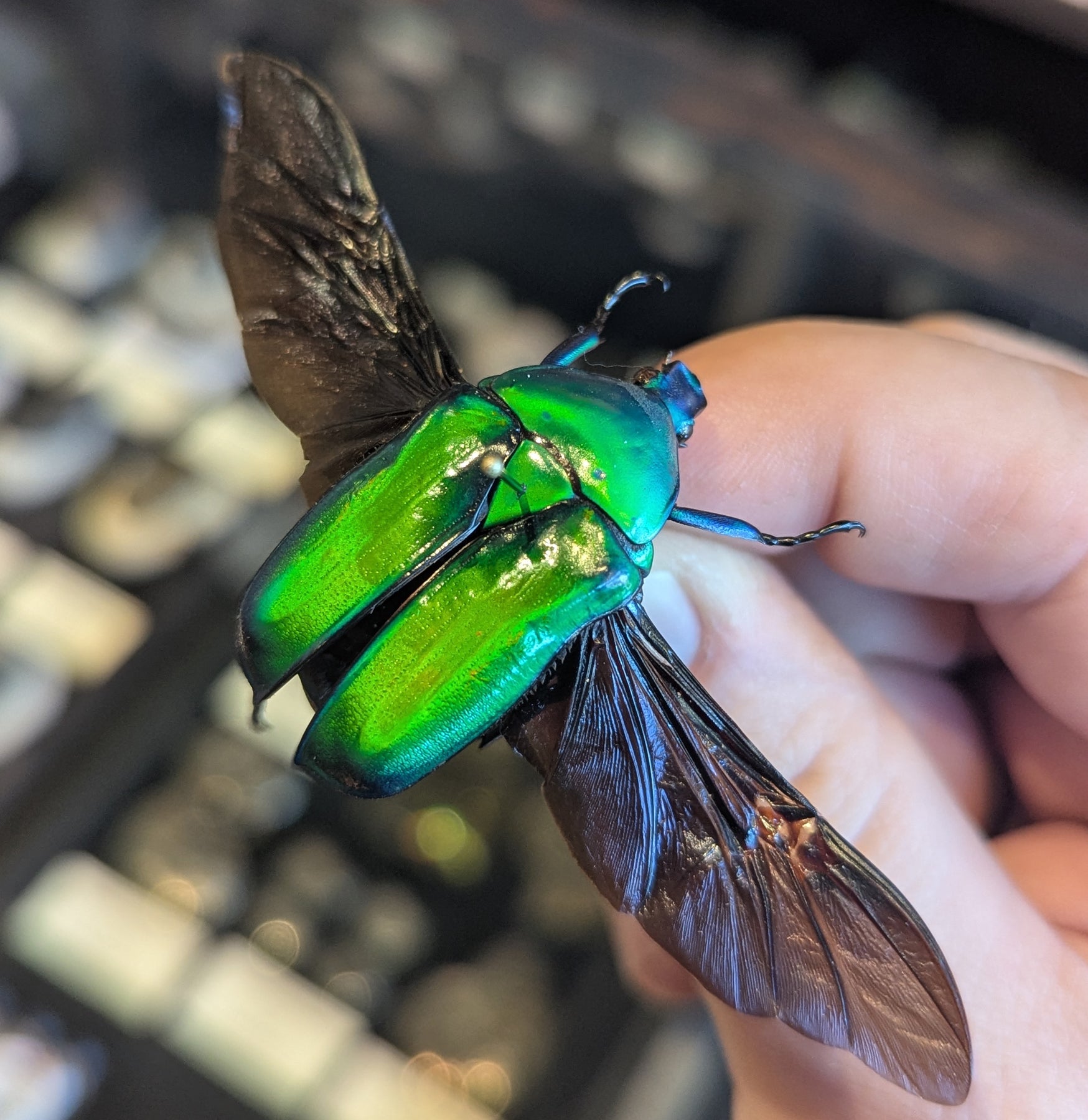 Insect Spreading Class: Giant Flower Beetle – Paxton Gate