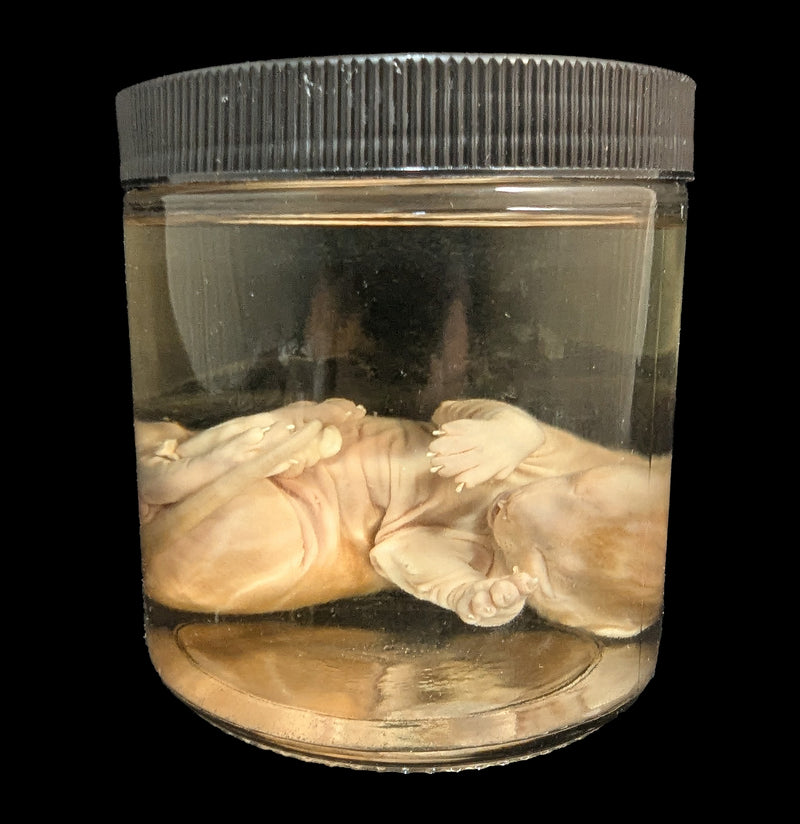 Kitten Fetal Wet Specimen (45–55 Days Gestation) – Specimen C – Paxton Gate