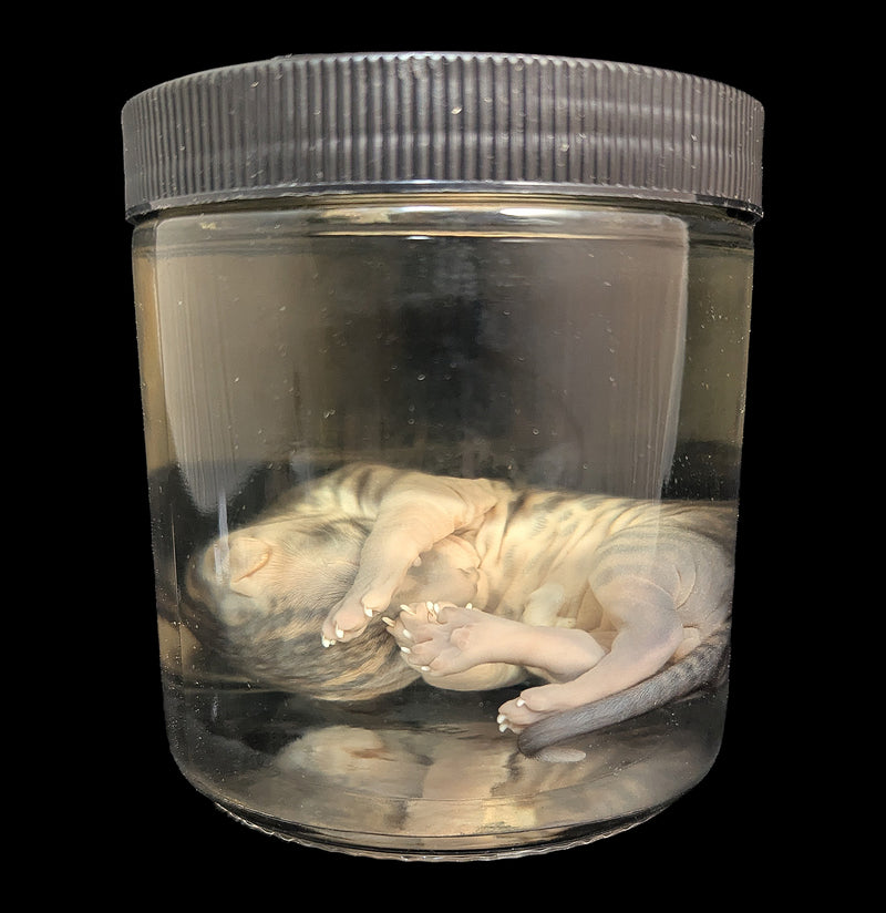 Bengal Kitten Fetal Wet Specimen (45–55 Days Gestation) – Specimen C ...