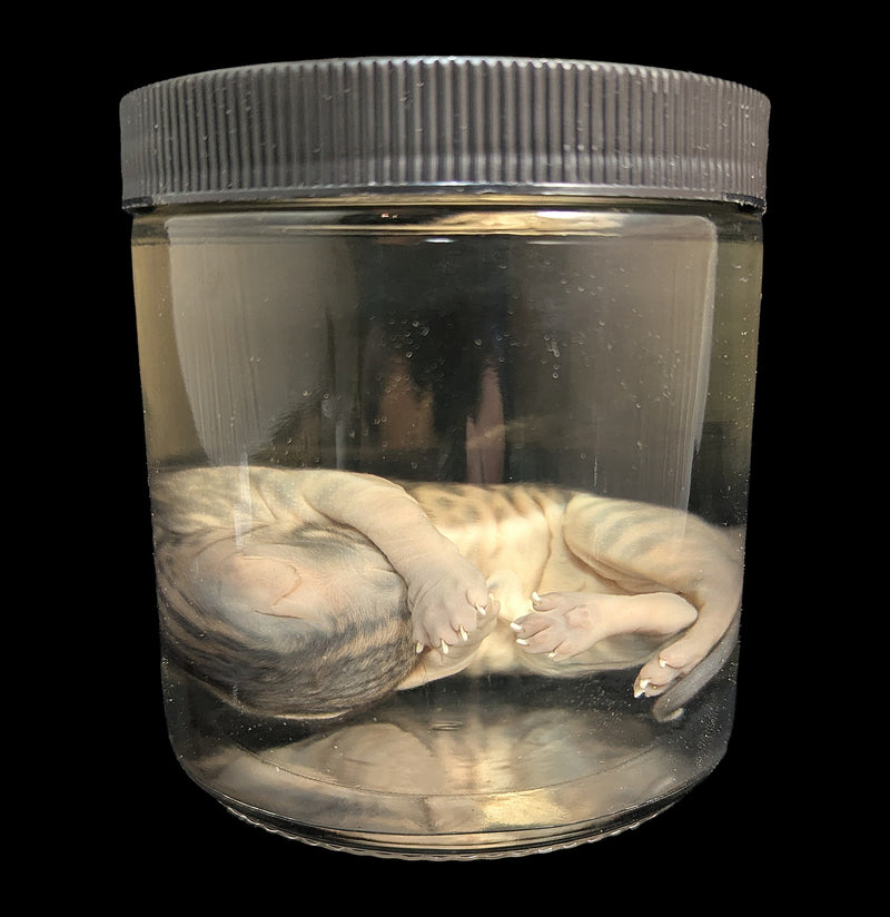 Bengal Kitten Fetal Wet Specimen (45–55 Days Gestation) – Specimen C ...