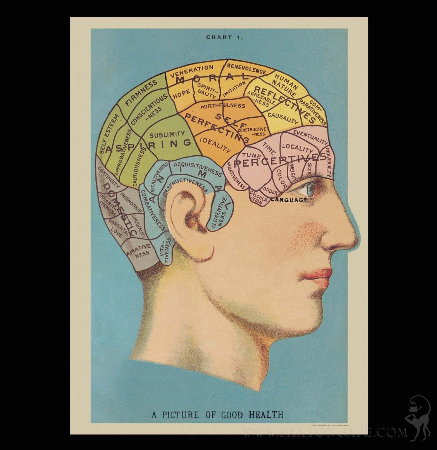 Phrenology Poster Wrap – Paxton Gate
