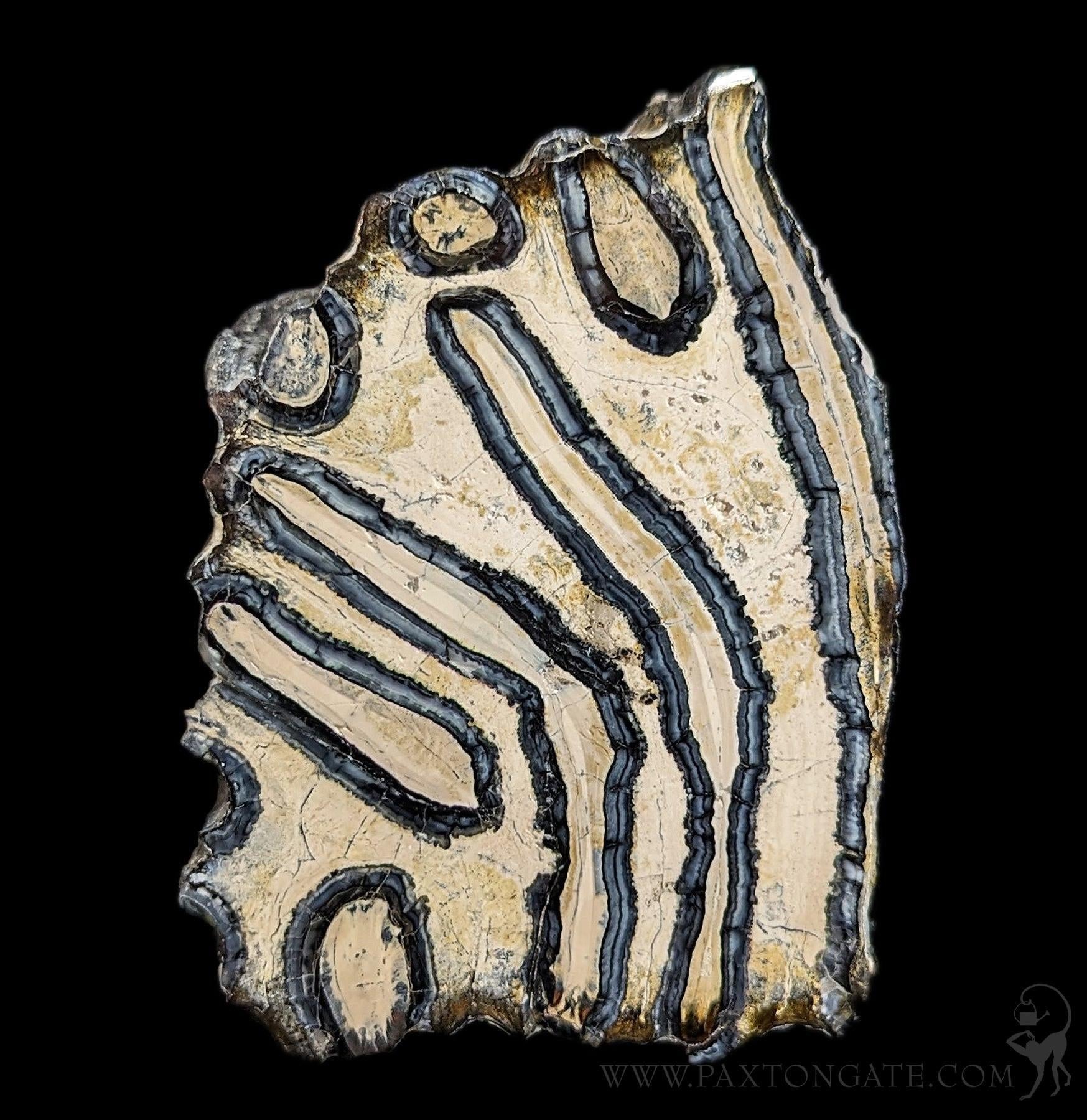 Polished Mammoth Tooth Slice – Paxton Gate